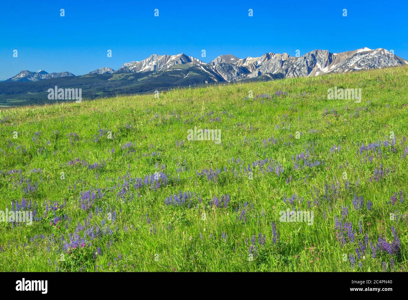 meadow of lupine wildflowers below the bridger range near wilsall ...