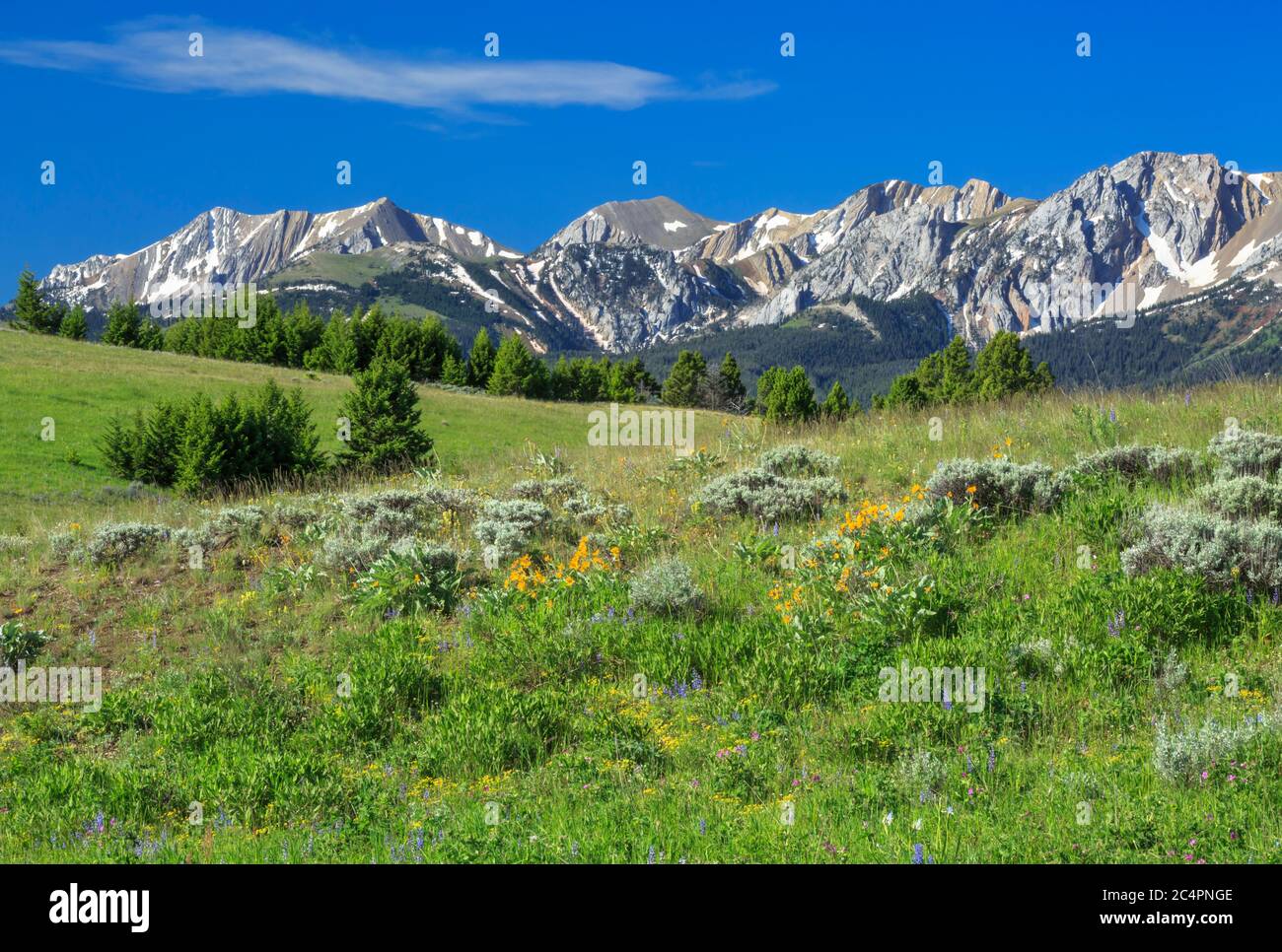 wildflowers below peaks of the bridger range near wilsall, montana ...