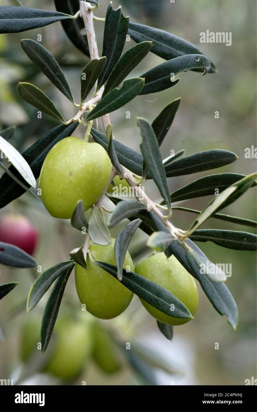 Olive tree uk hi-res stock photography and images - Alamy