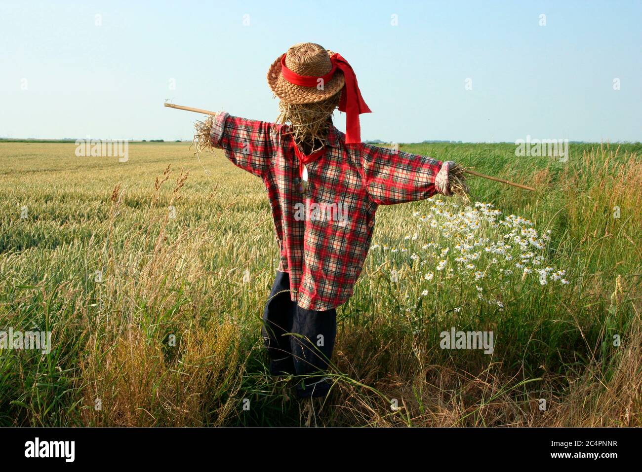 Scarecrow in a field UK and Irish rights only Stock Photo - Alamy