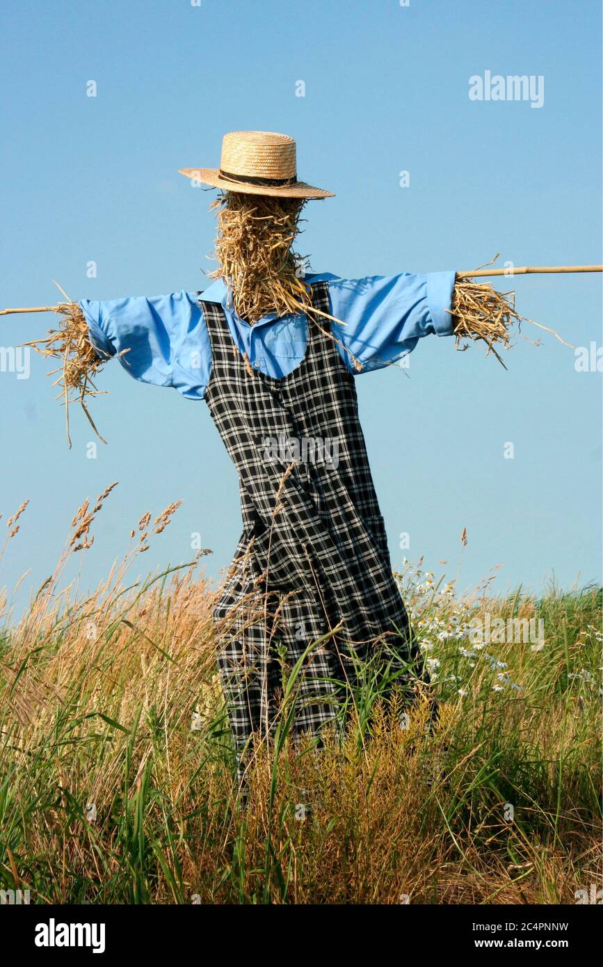 Scarecrow in a field UK and Irish rights only Stock Photo - Alamy