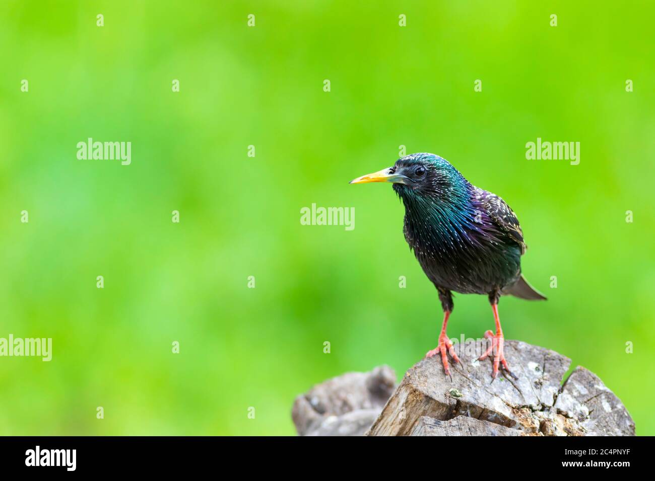 Colorful bird Starling. Colorful nature background. Bird: Common Starling. Sturnus vulgaris ...