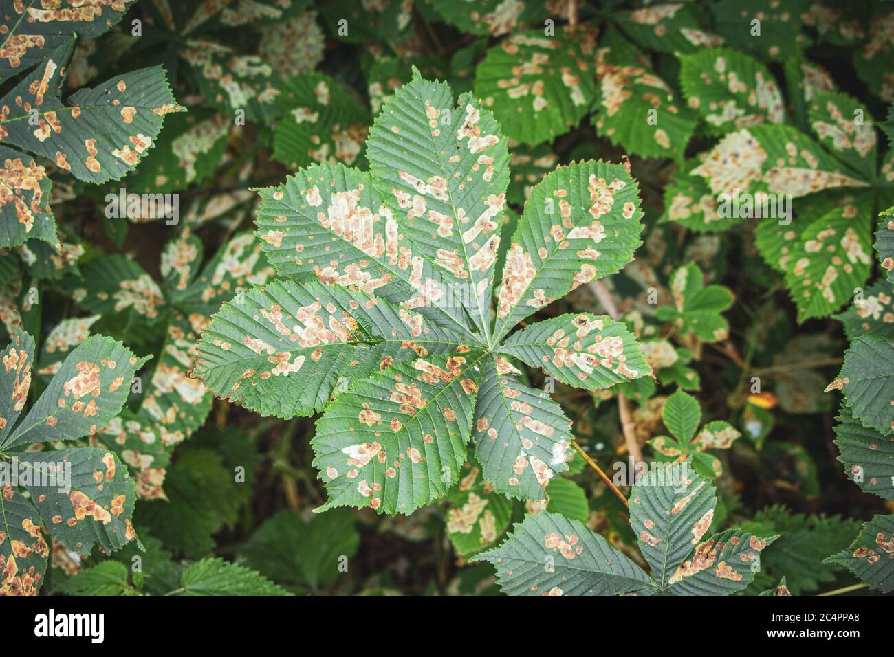 a large chestnut leaf has typical traces of the leaf miner moth Stock ...