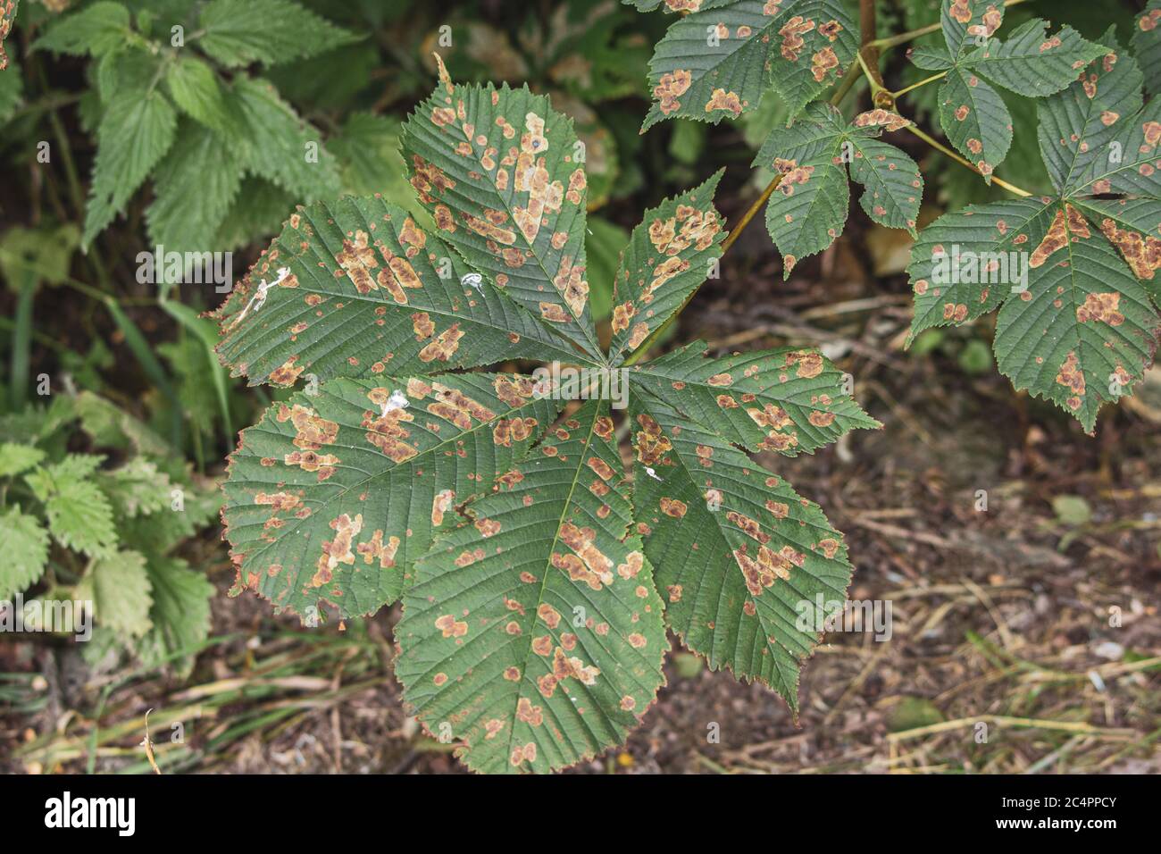 a large chestnut leaf has typical traces of the leaf miner moth Stock ...