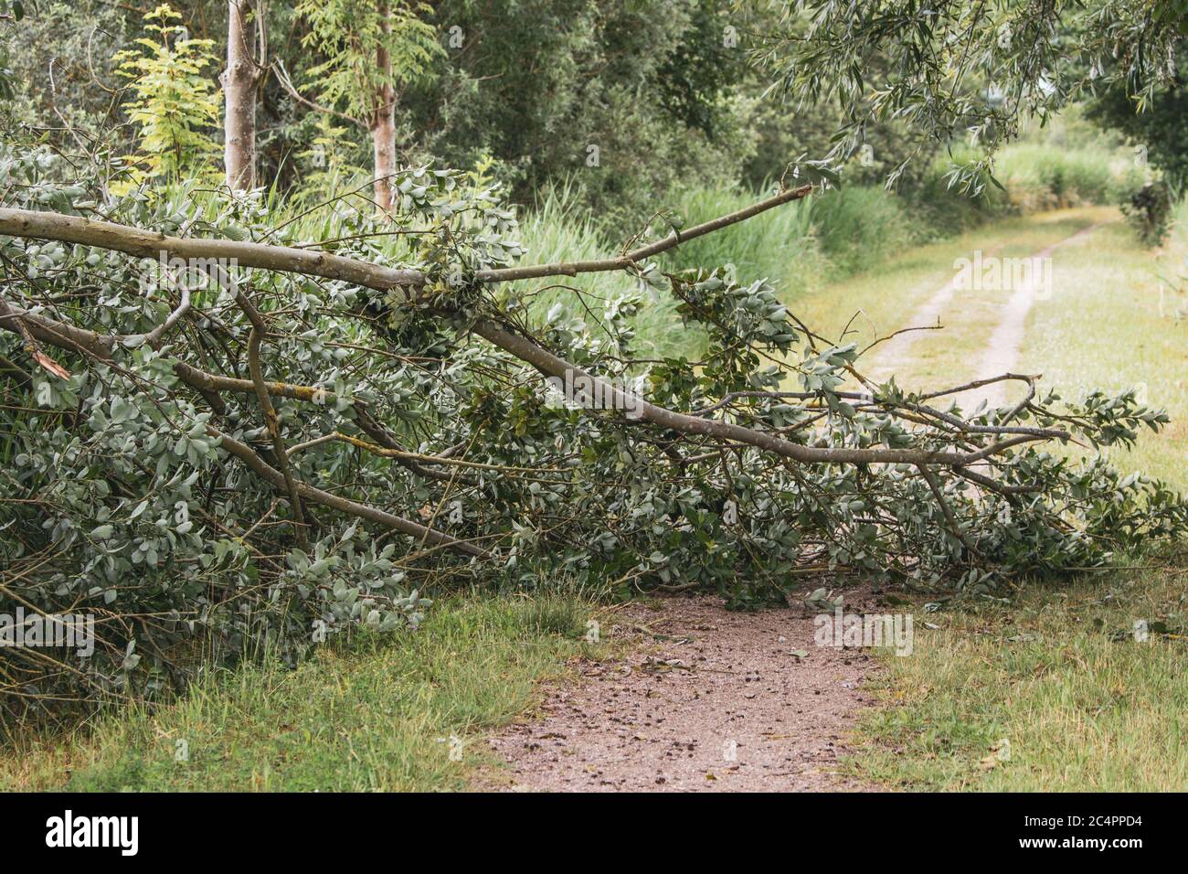 a fallen tree blocks a hiking trail Stock Photo - Alamy