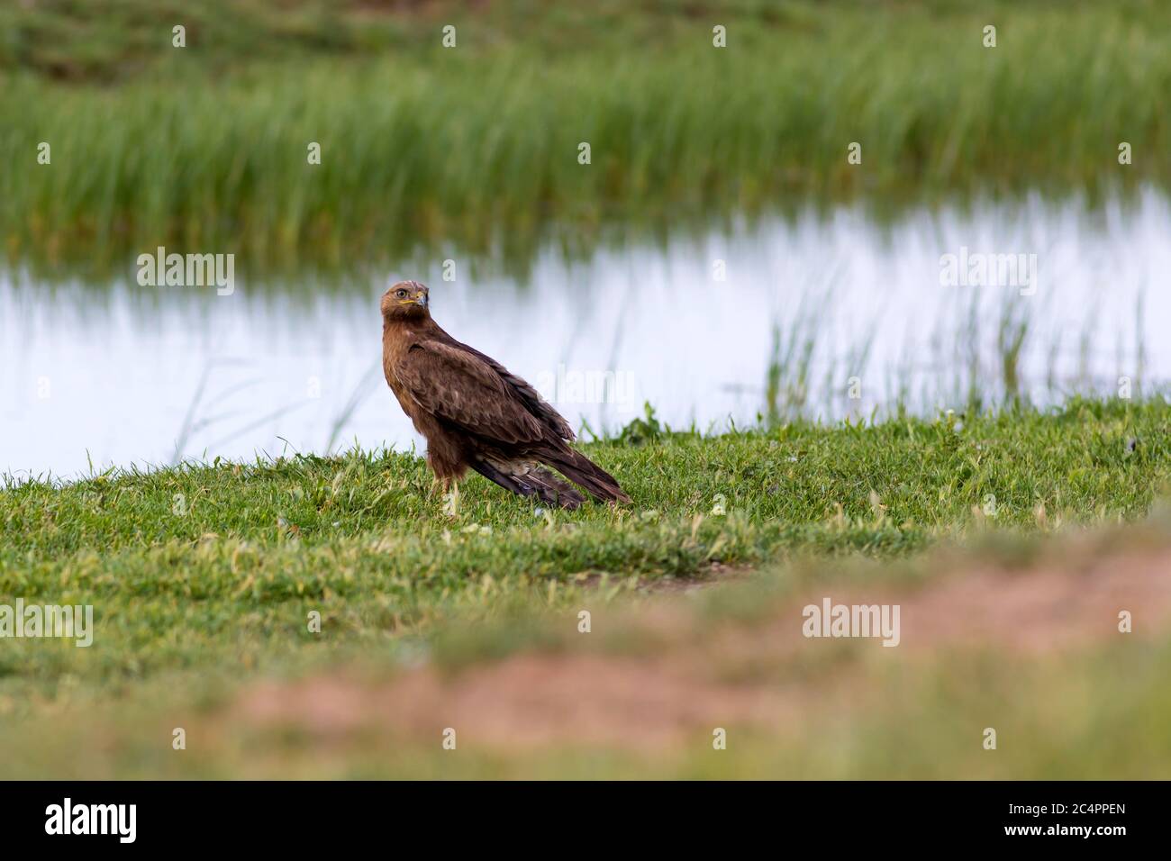 Bird of prey Buzzard. Green blue nature background. Long legged Buzzard ...
