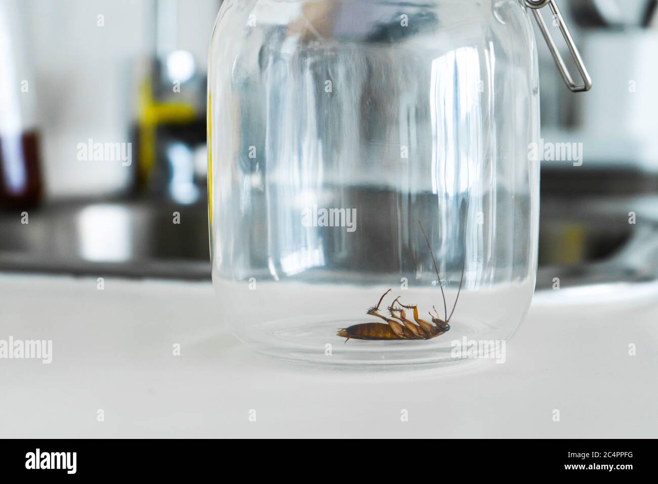 Cockroach in a glass jar in the kitchen Stock Photo - Alamy