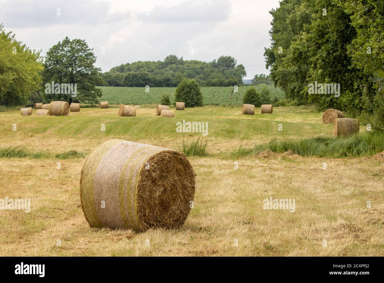 Mesh wrapped bales hi-res stock photography and images - Alamy
