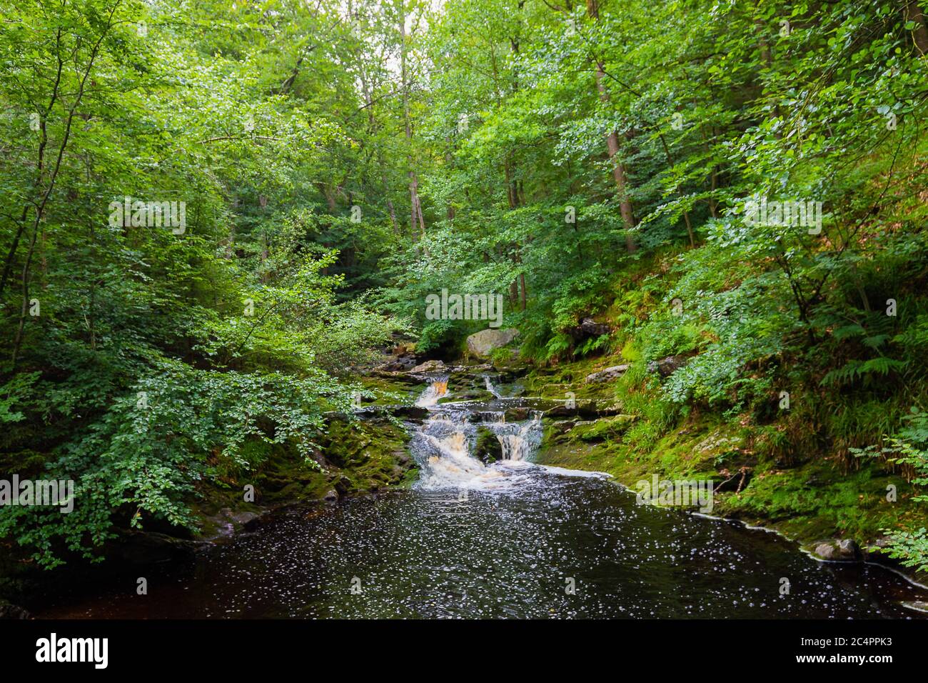 The Hoëgne river in the Belgium Ardennes is a small river full of ...