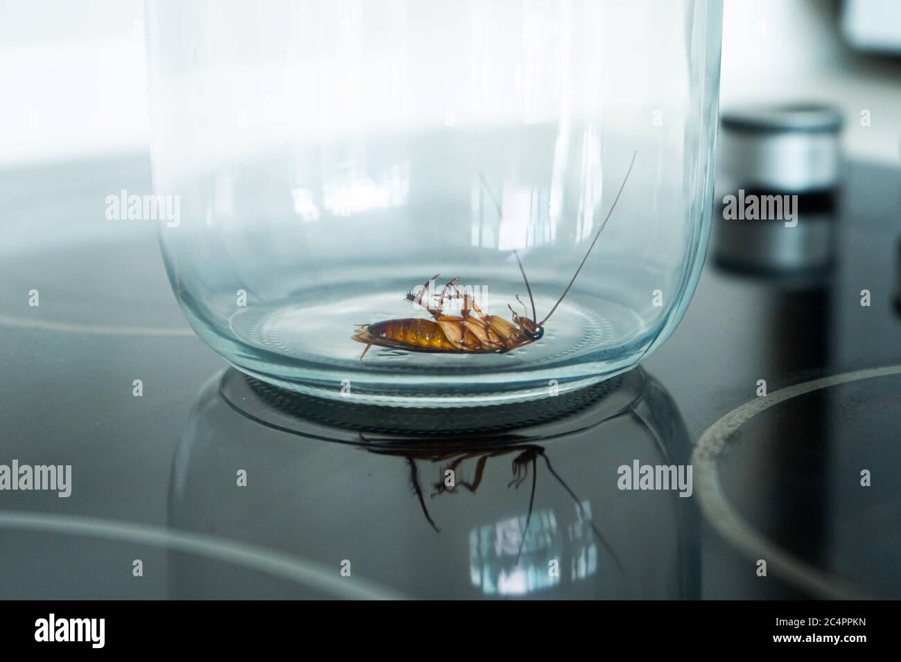 Cockroach in a glass jar in the kitchen Stock Photo - Alamy