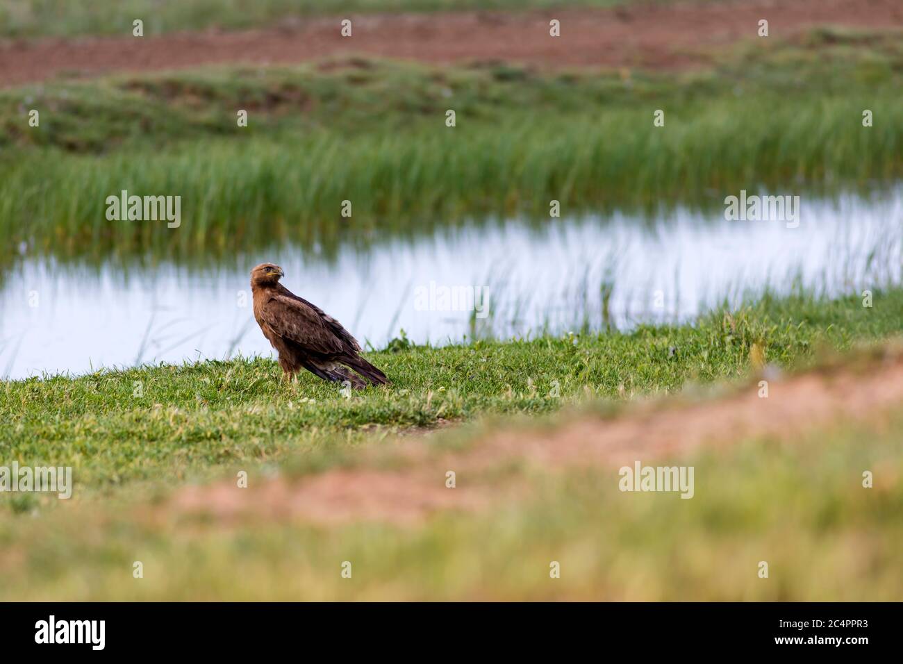 Bird of prey Buzzard. Green blue nature background. Long legged Buzzard ...