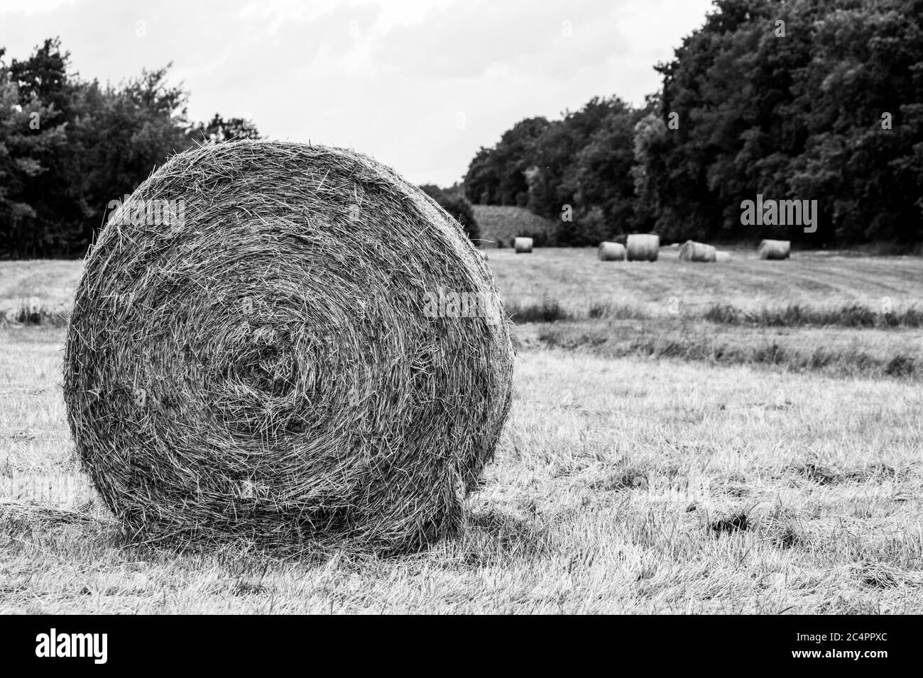 Mesh wrapped bales hi-res stock photography and images - Alamy