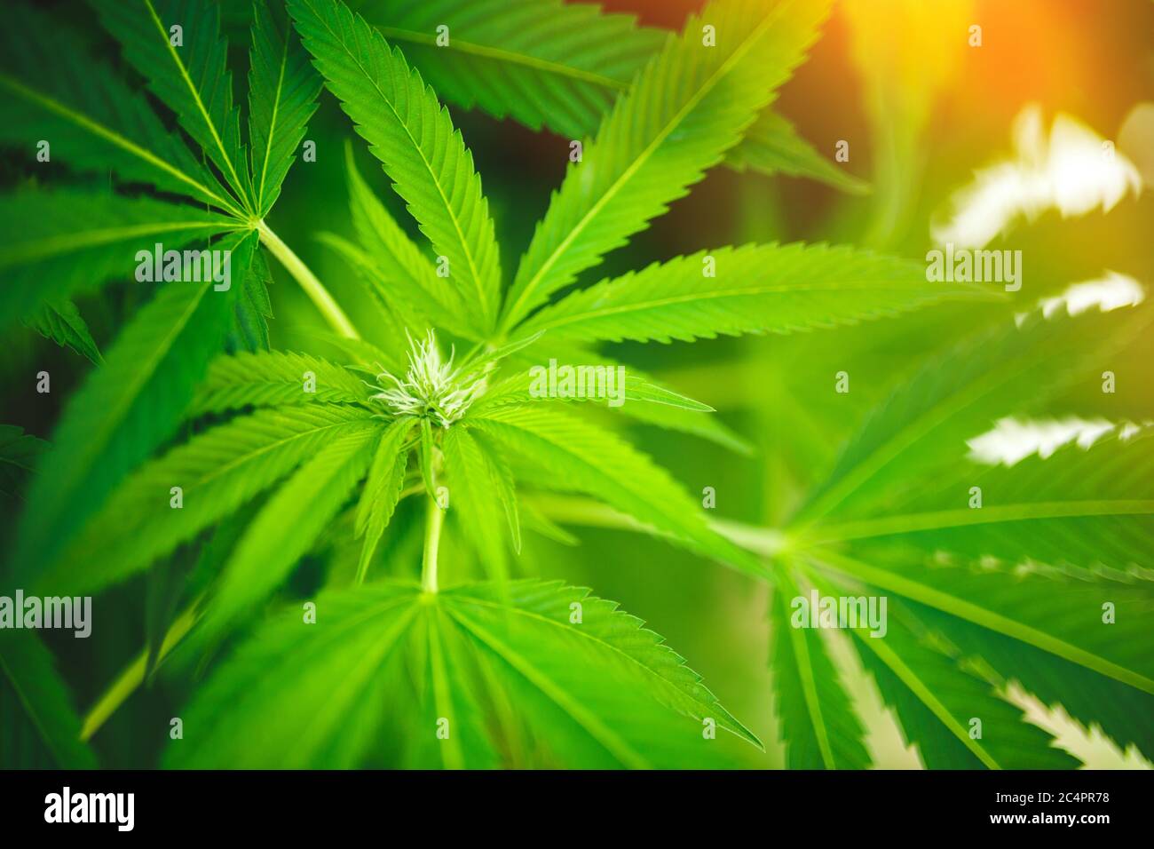 Young leaf of marijuana plant detail at sunset. Selective focus. Low ...