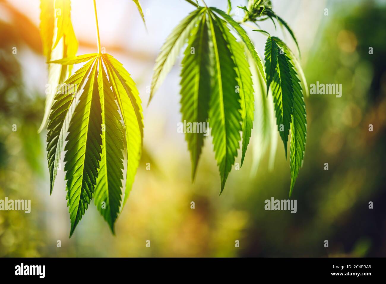 Young leaf of marijuana plant detail at sunset. Selective focus. Low ...