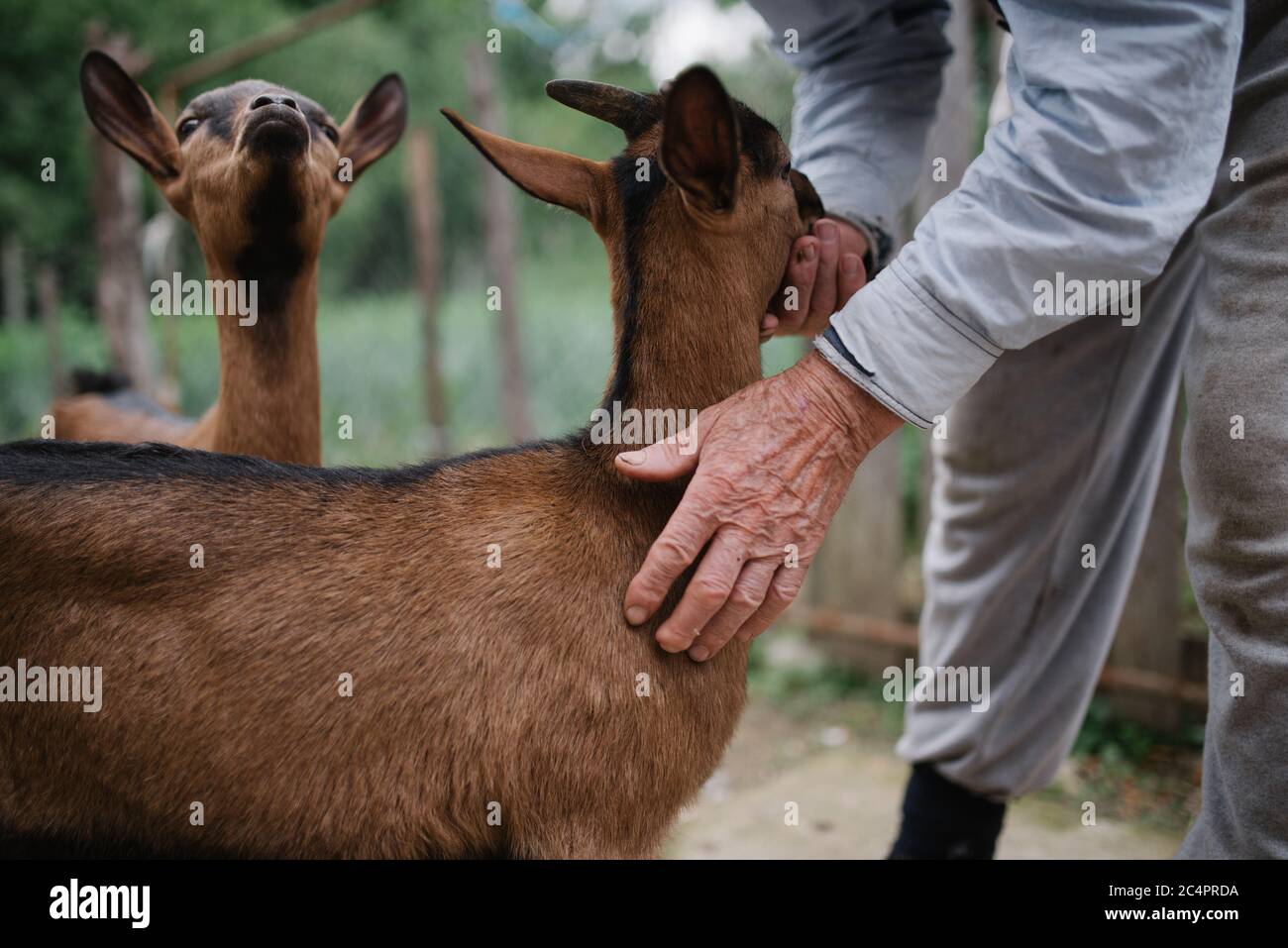Serbian farmer hi-res stock photography and images - Alamy