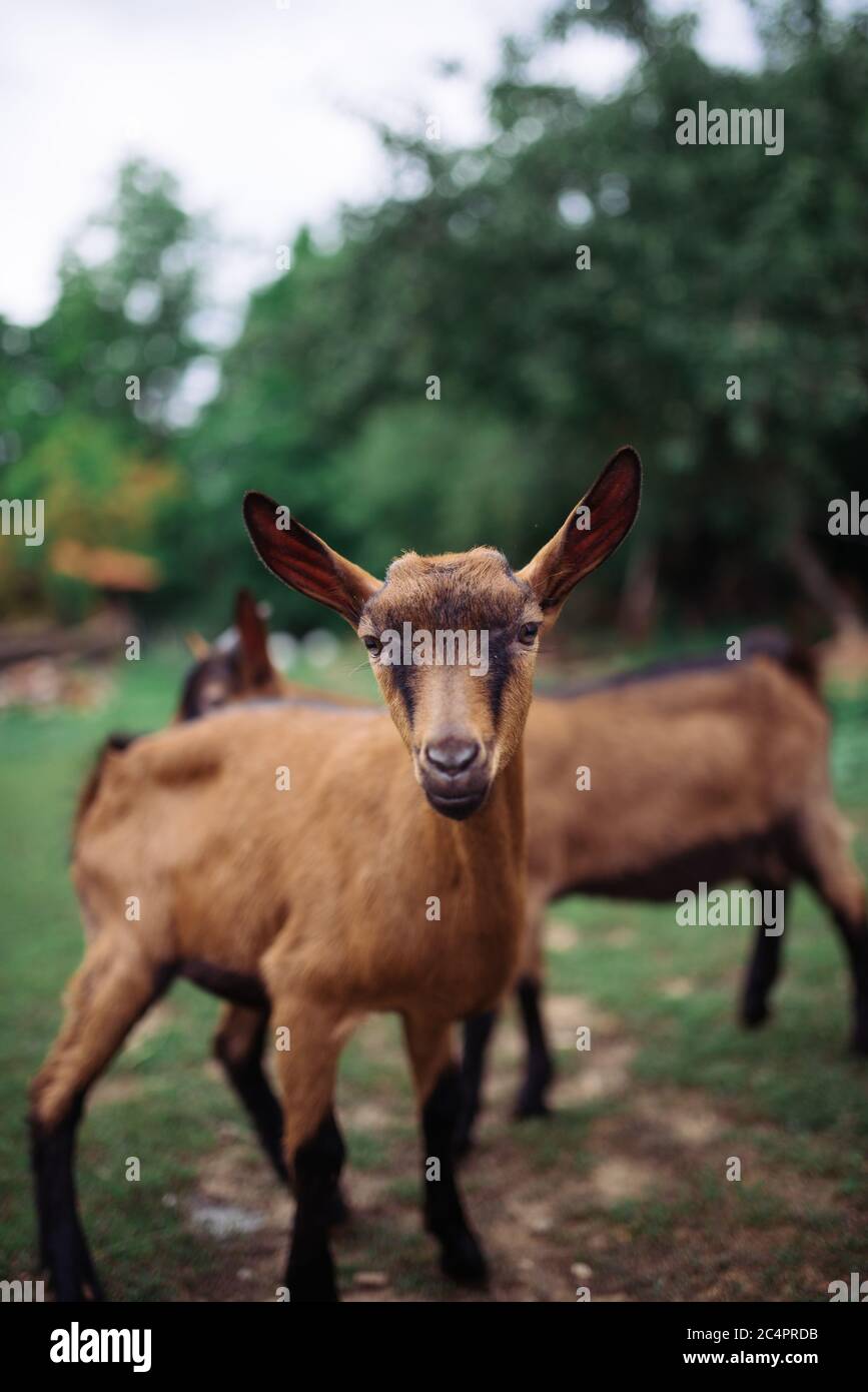 Smiling goat up close hi-res stock photography and images - Alamy