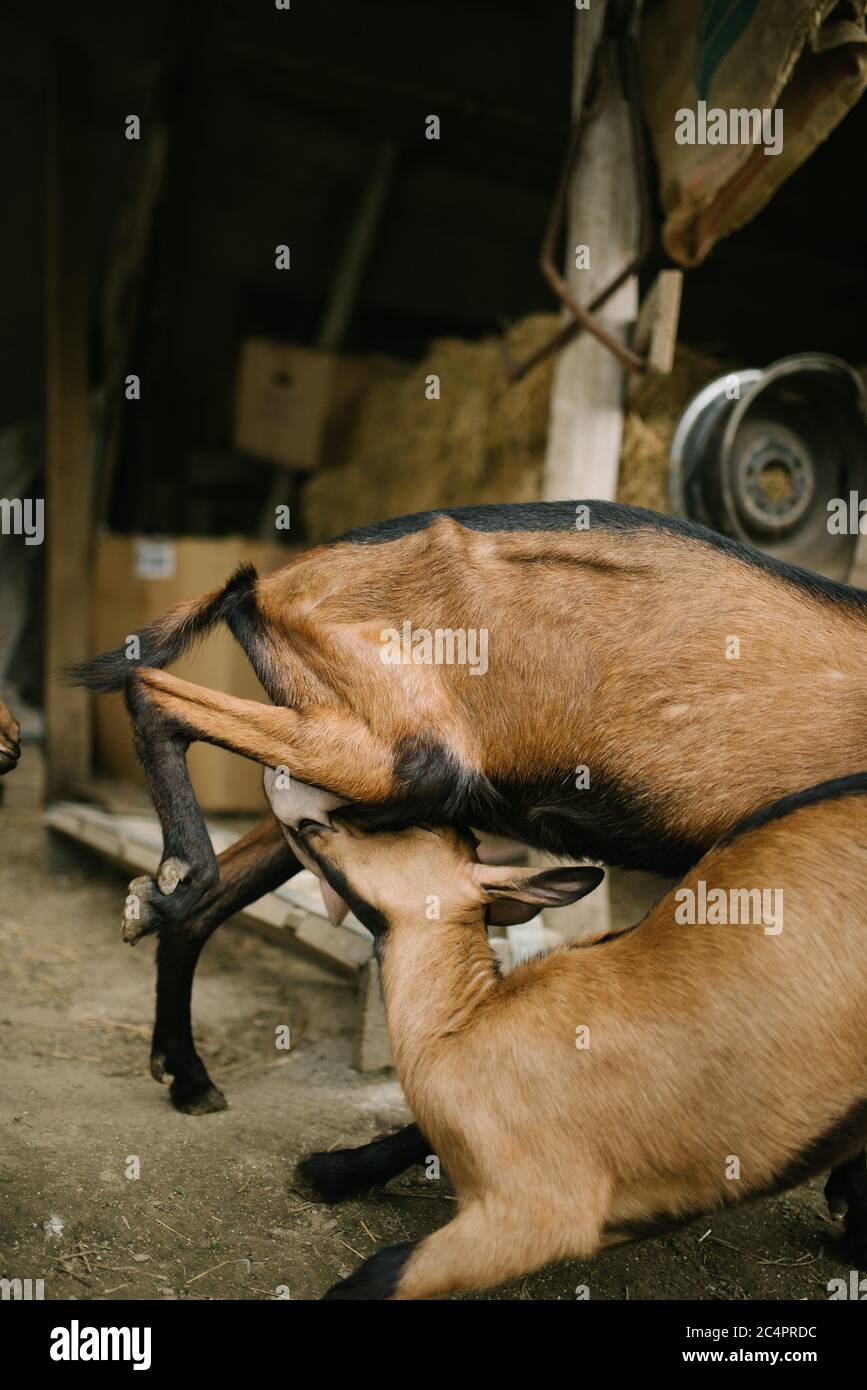 Cute brown goat drinking milk on the farm Stock Photo - Alamy
