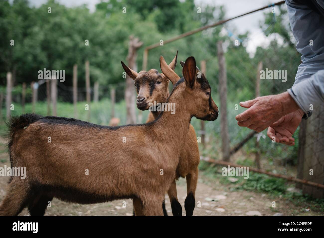 Cute goats hi-res stock photography and images - Alamy