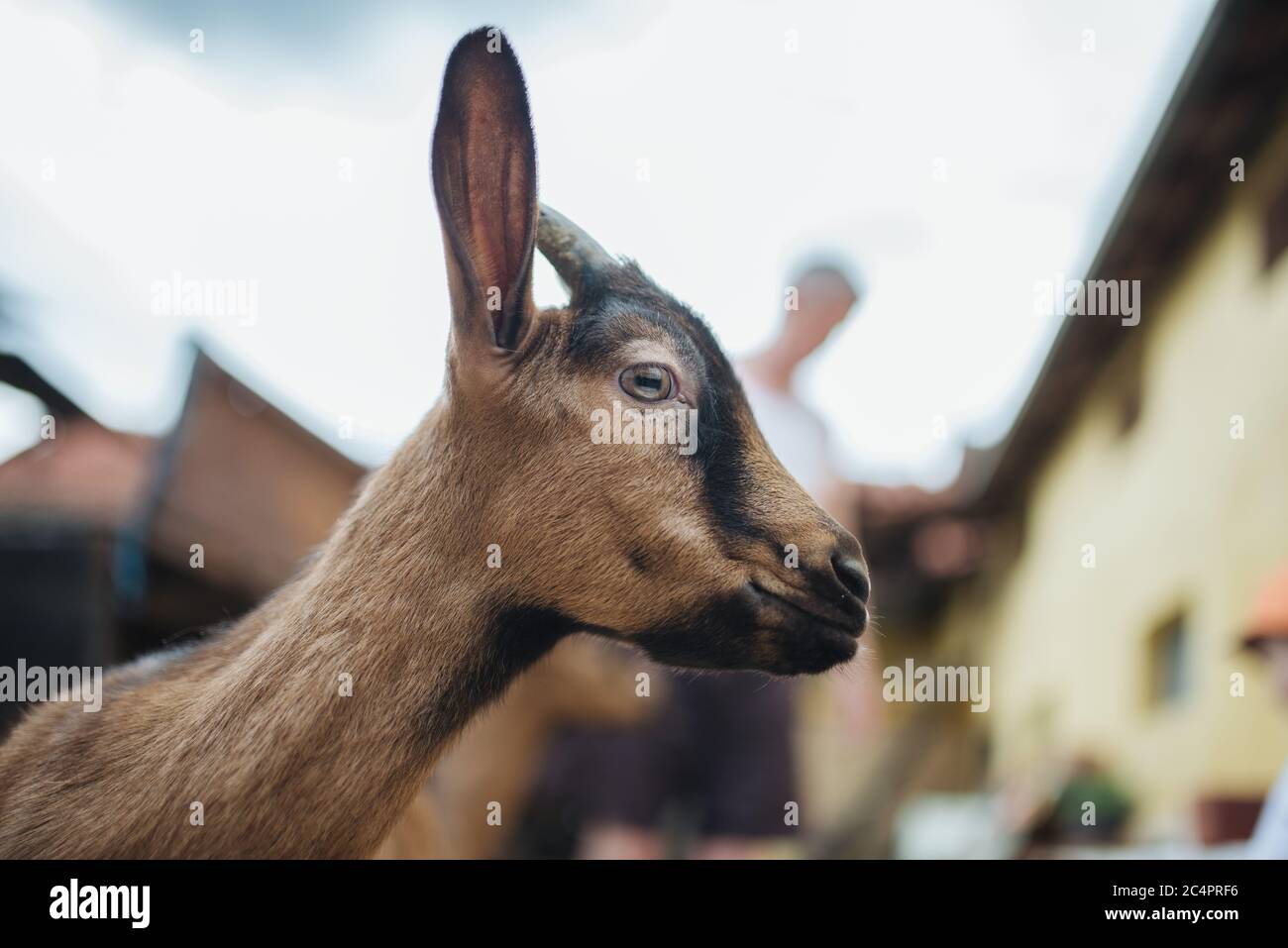 Cute close-up portrait of a goat in a serbian village Stock Photo - Alamy