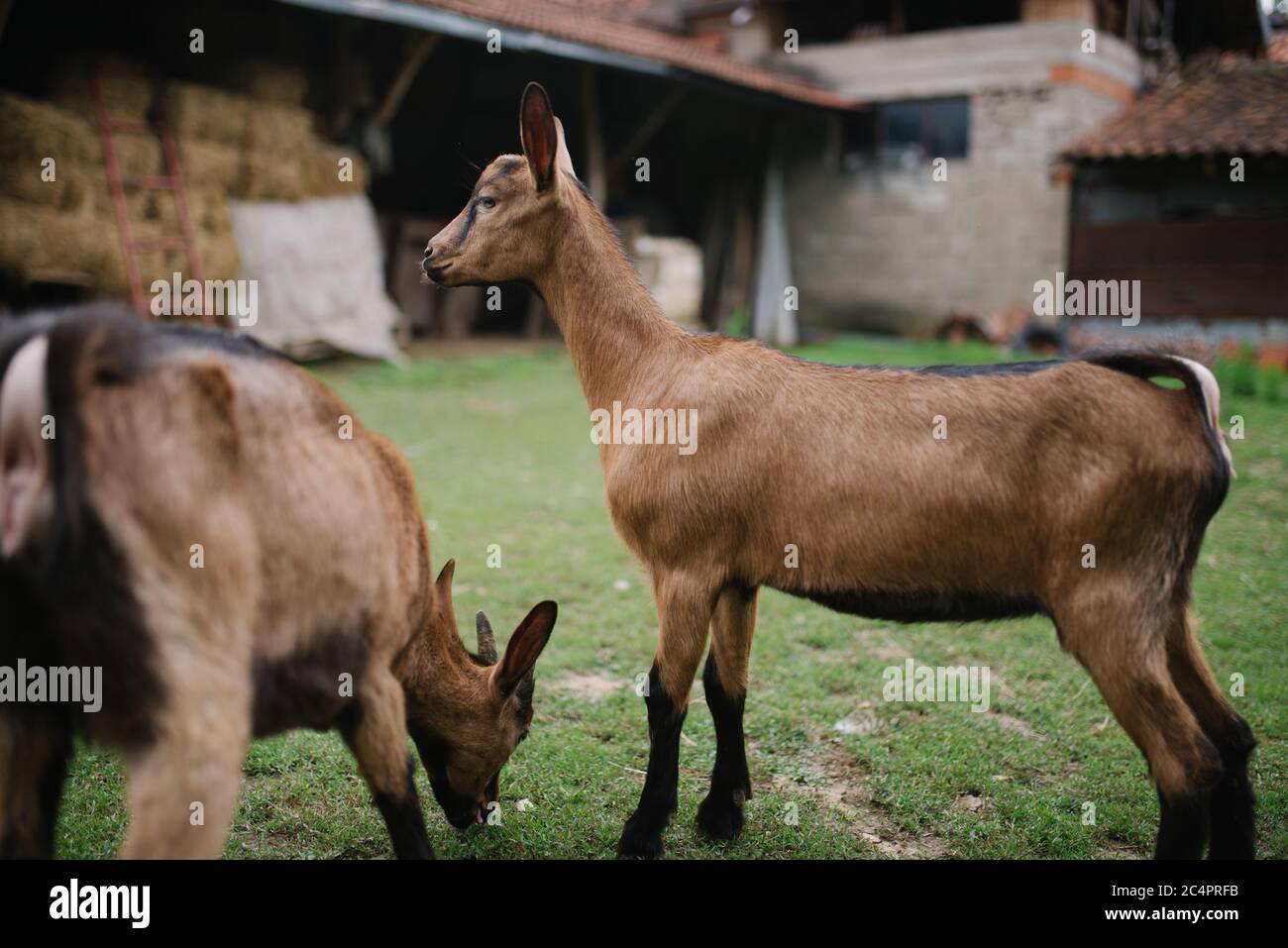 Goats eating grass hi-res stock photography and images - Alamy