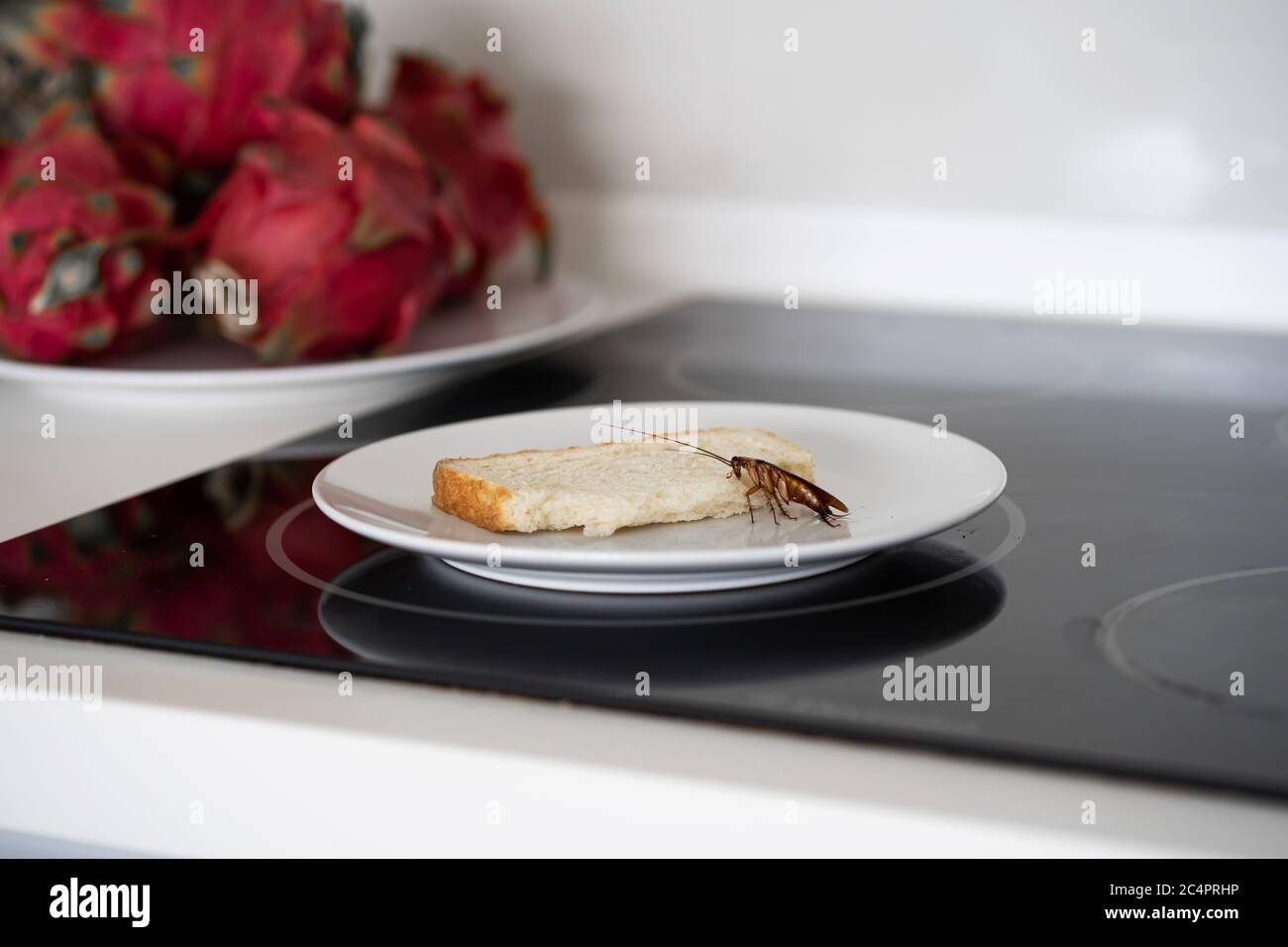 Cockroaches food kitchen hi-res stock photography and images - Alamy