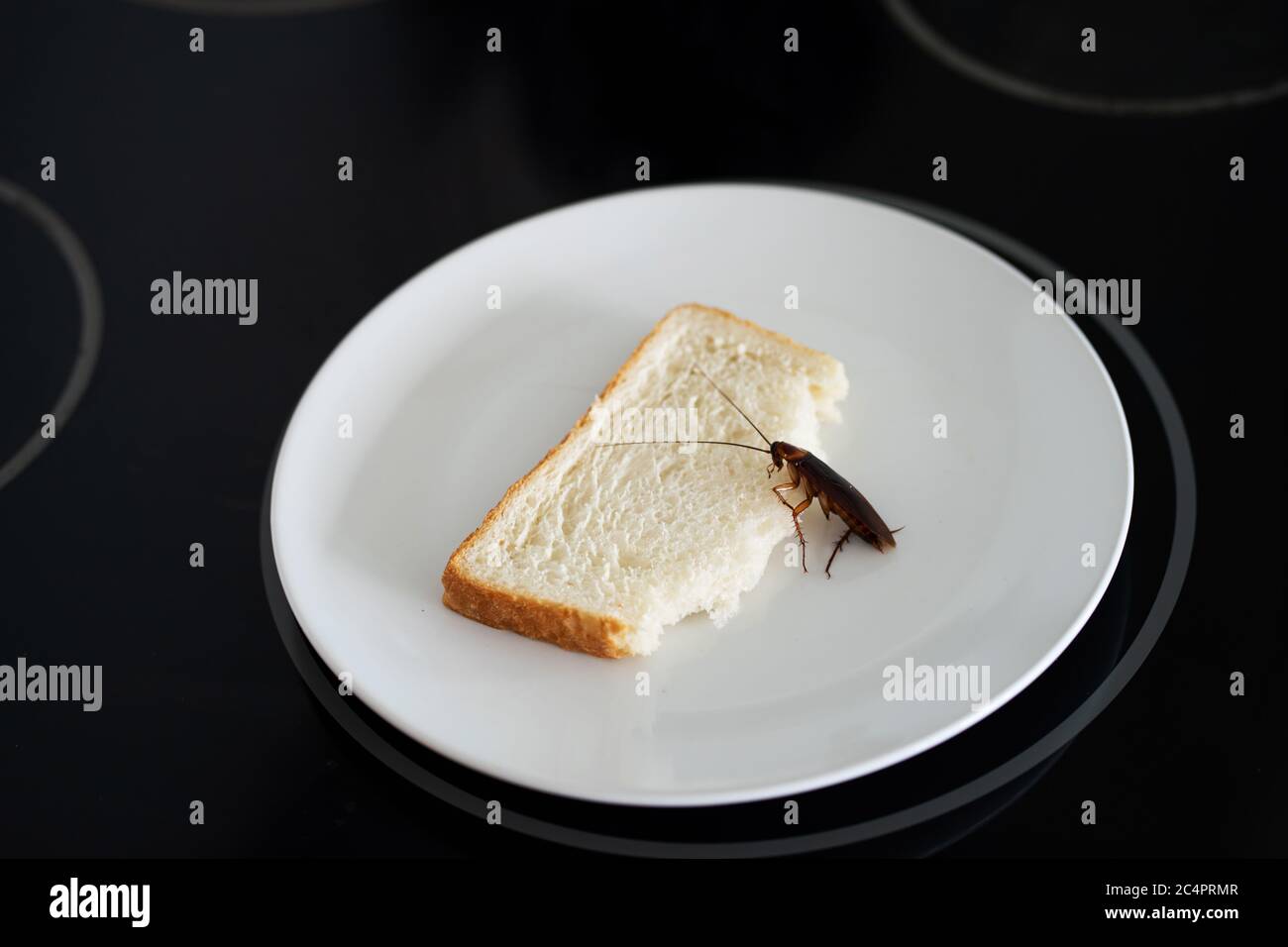 A cockroach is sitting on a piece of bread in a plate in the kitchen ...