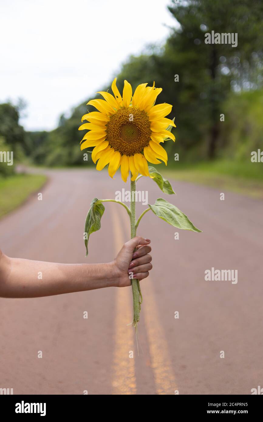 Hand holding yellow sunflower on hi-res stock photography and images ...