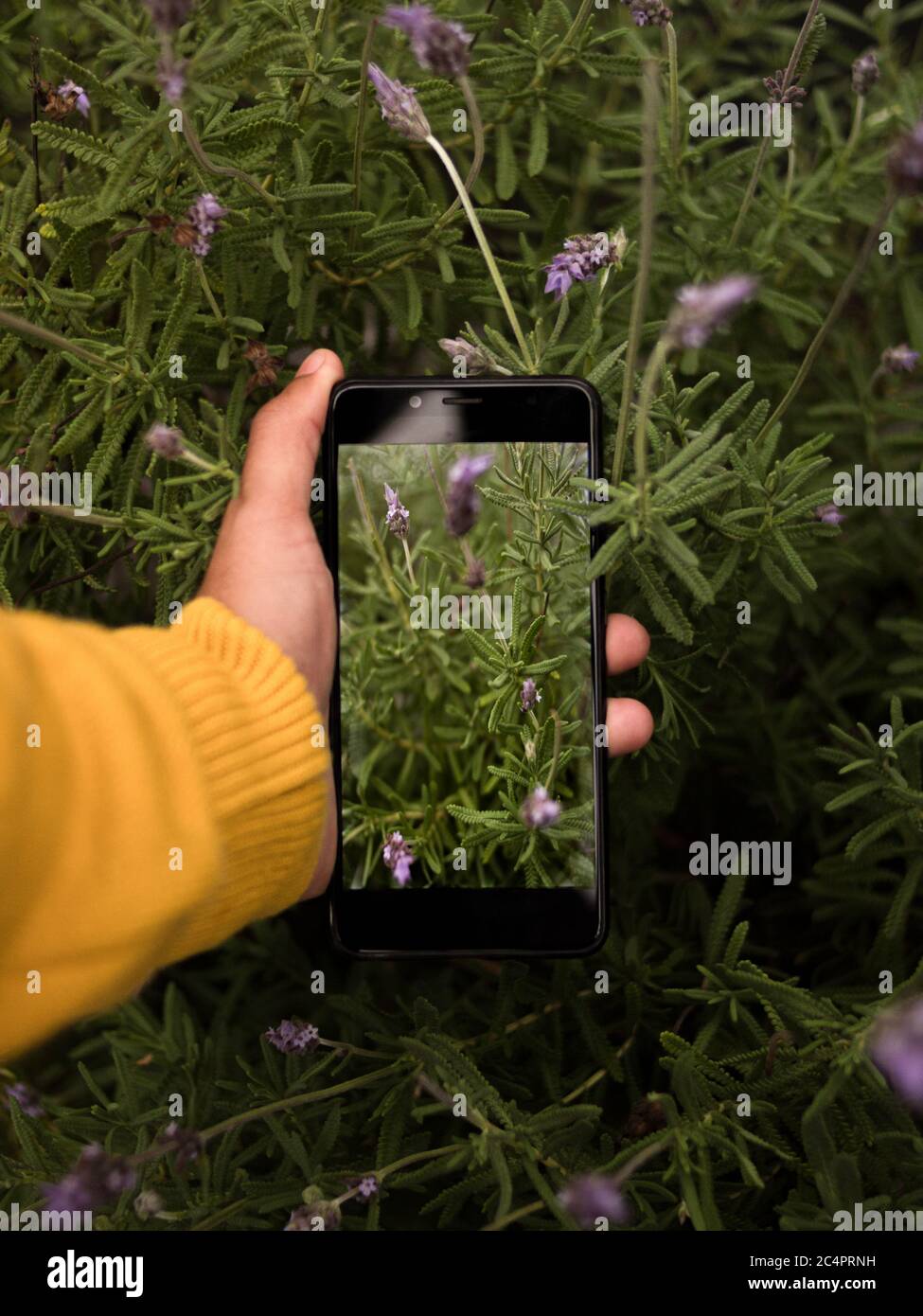 Celular celular celular celular hi-res stock photography and images - Alamy