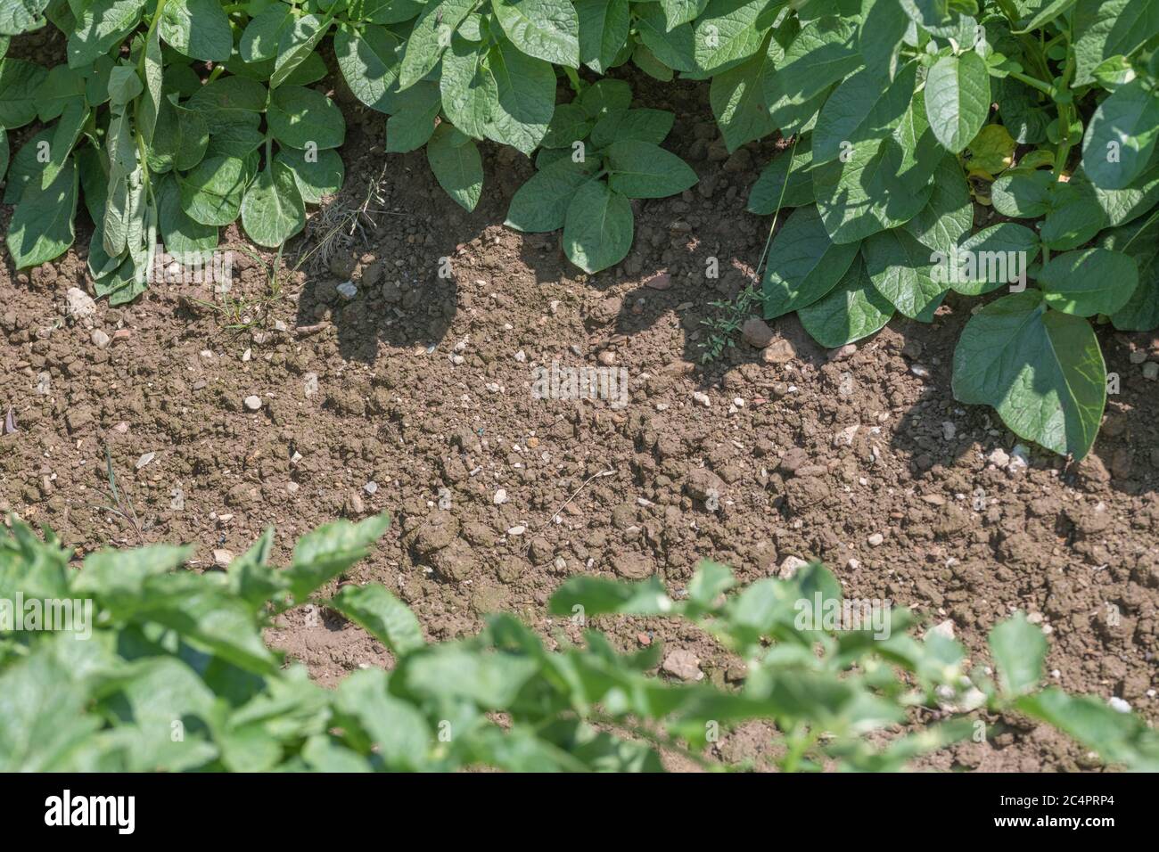 Good condition soil hi-res stock photography and images - Alamy