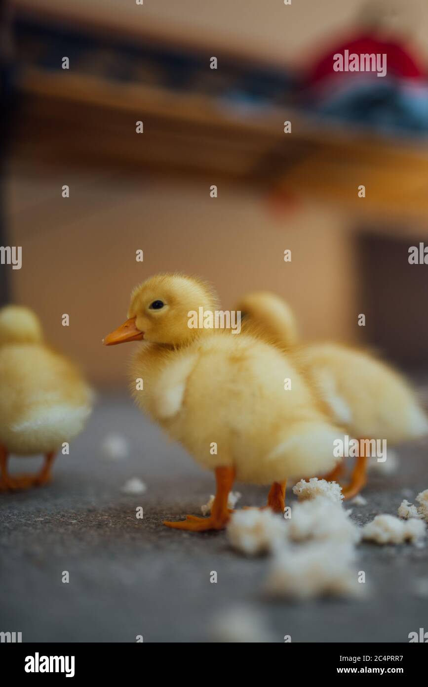 Infant ducks hi-res stock photography and images - Alamy