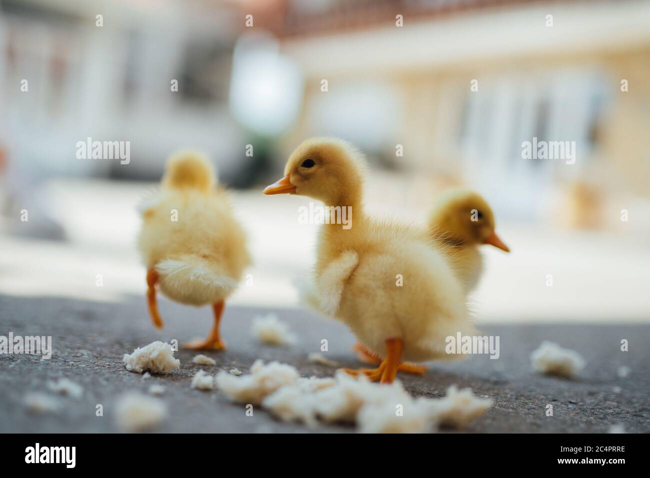 Beautiful baby ducks playing outdoors Stock Photo - Alamy