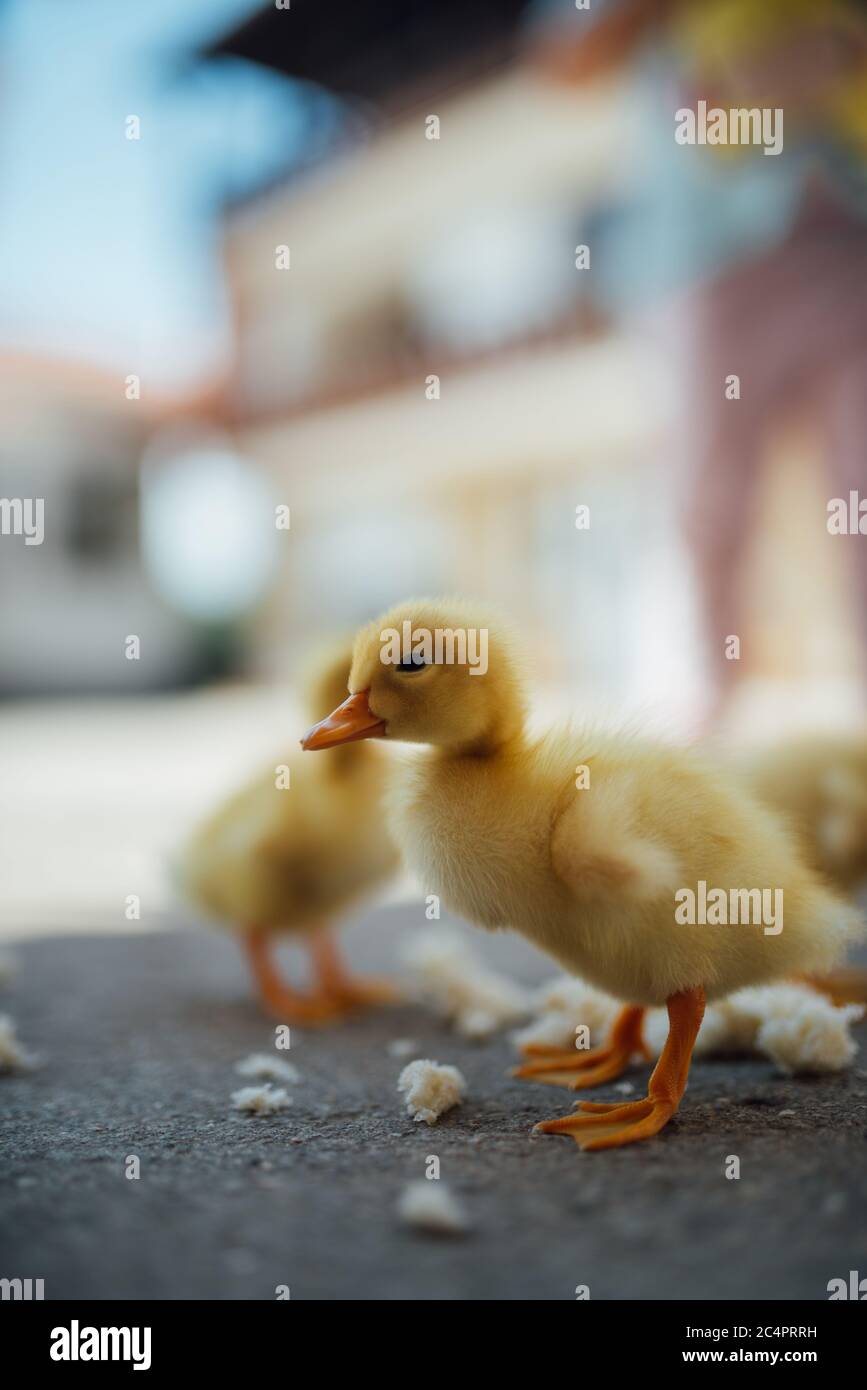 Closeup baby ducks hi-res stock photography and images - Alamy