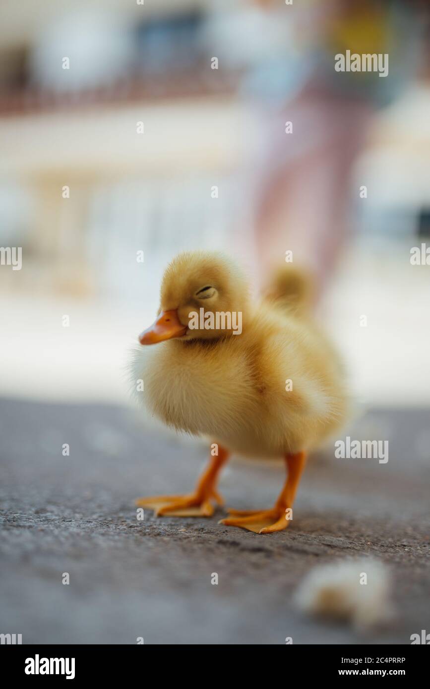 Little yellow duck hi-res stock photography and images - Alamy