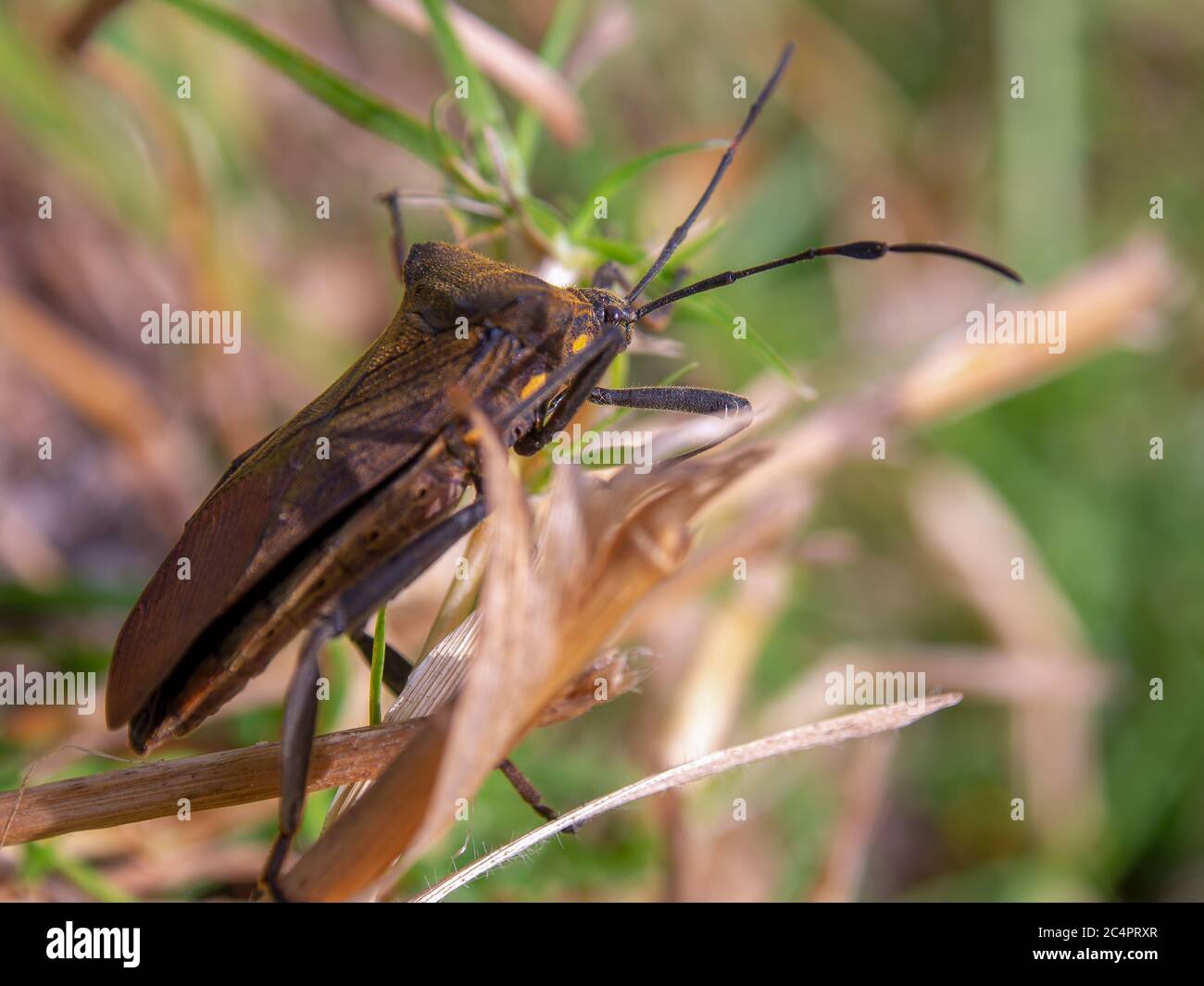Macro photography of a brown assassin bug walking on the grass ...
