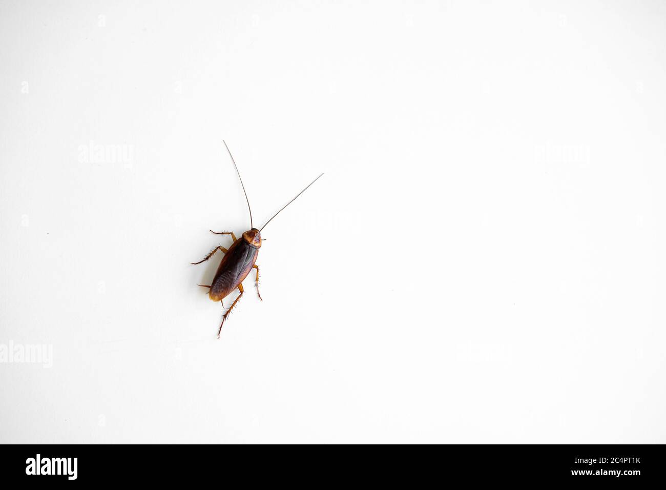 Cockroach on a white kitchen table close up Stock Photo - Alamy