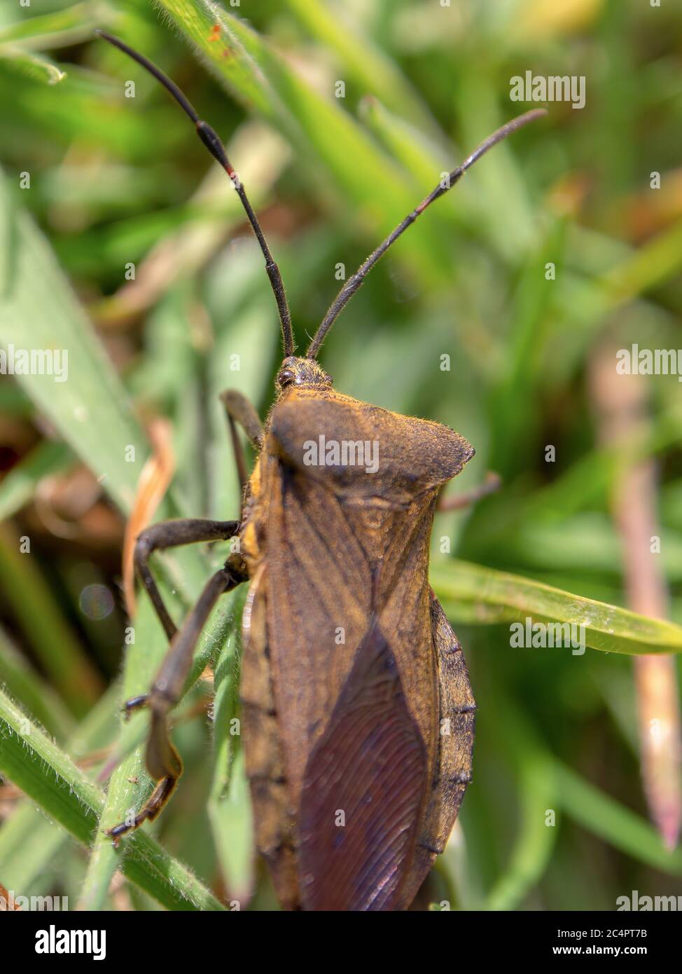 Macro photography of a brown assassin bug walking on the grass ...