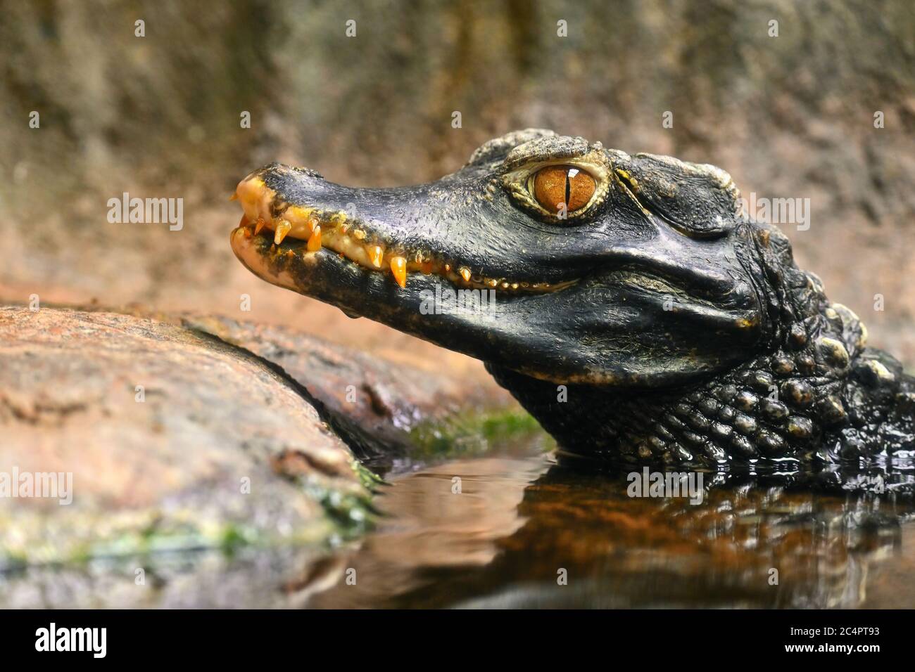 Beautiful close-up portrait of young caiman in water Stock Photo - Alamy