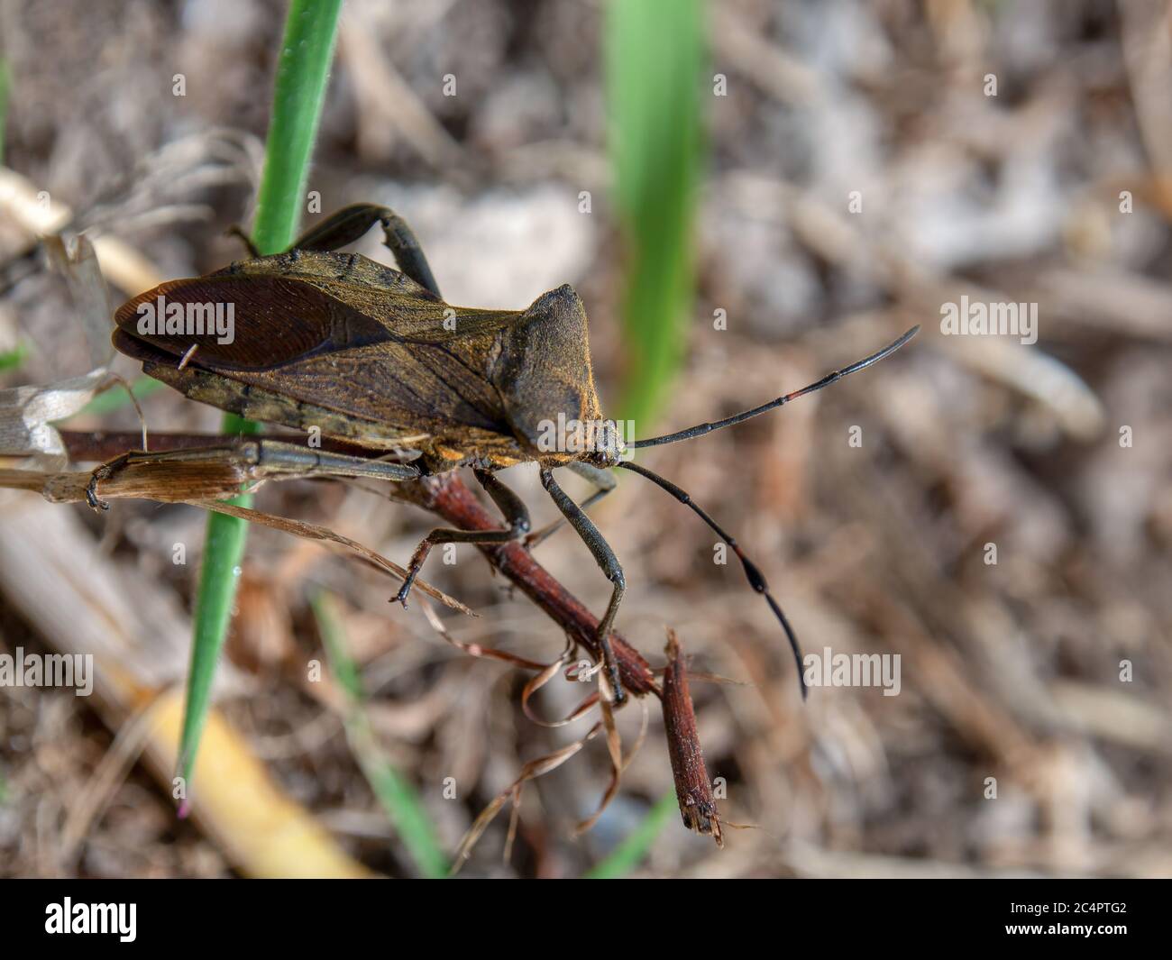 Macro photography of a brown assassin bug walking on the grass ...