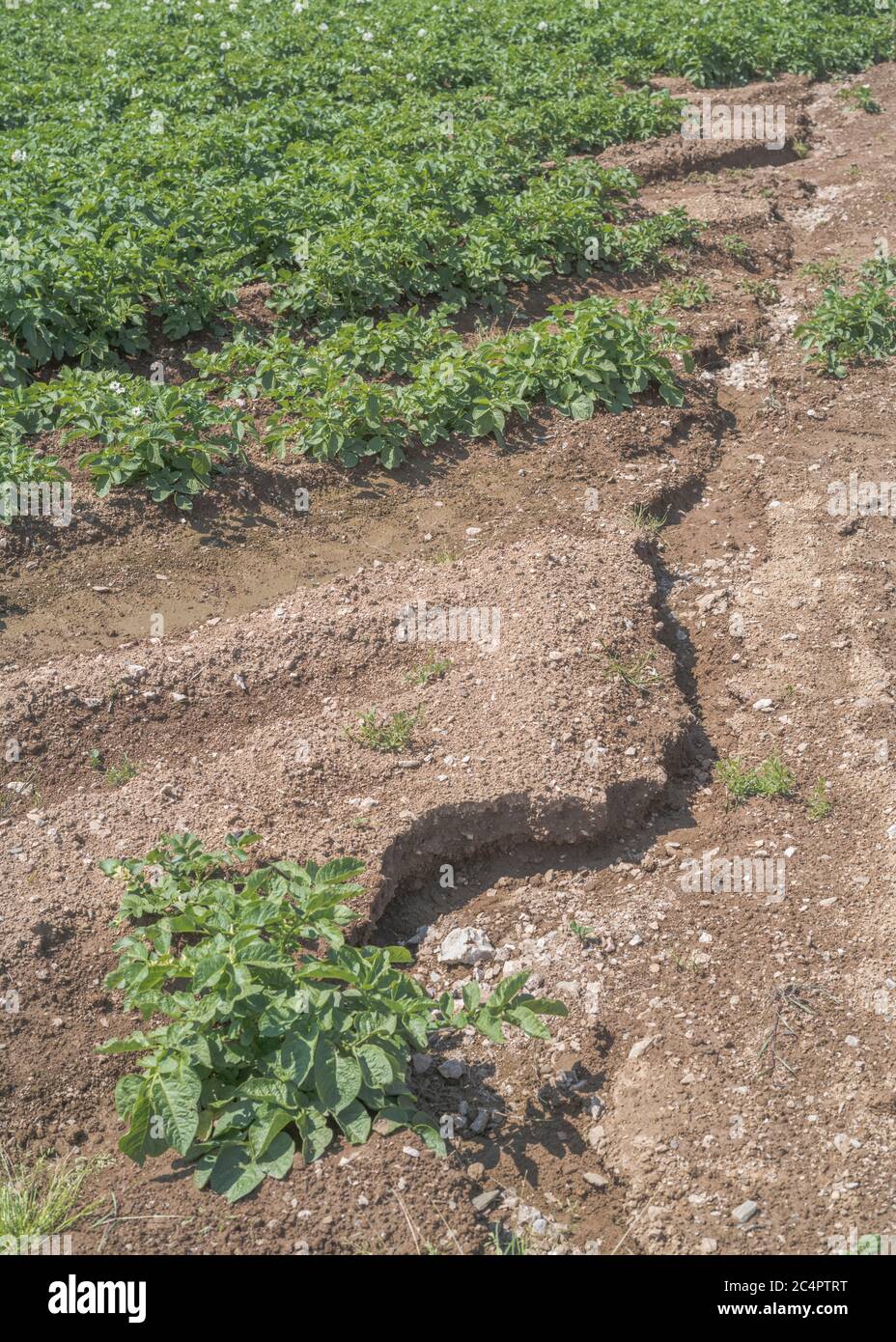 UK topsoil removal, crop washout, and water gully erosion in Cornwall ...