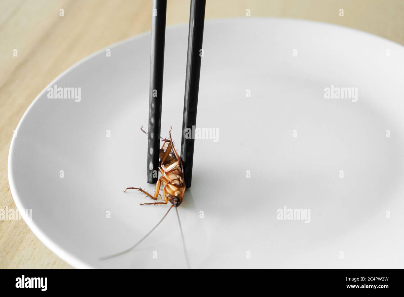Chinese stick insects hi-res stock photography and images - Alamy