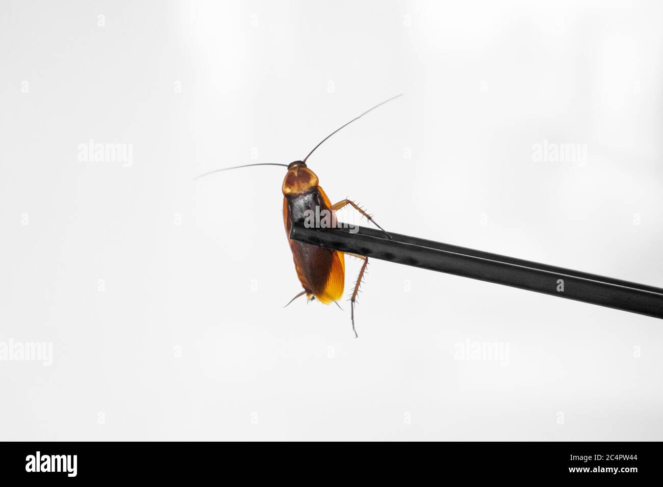 Chinese stick insects hi-res stock photography and images - Alamy