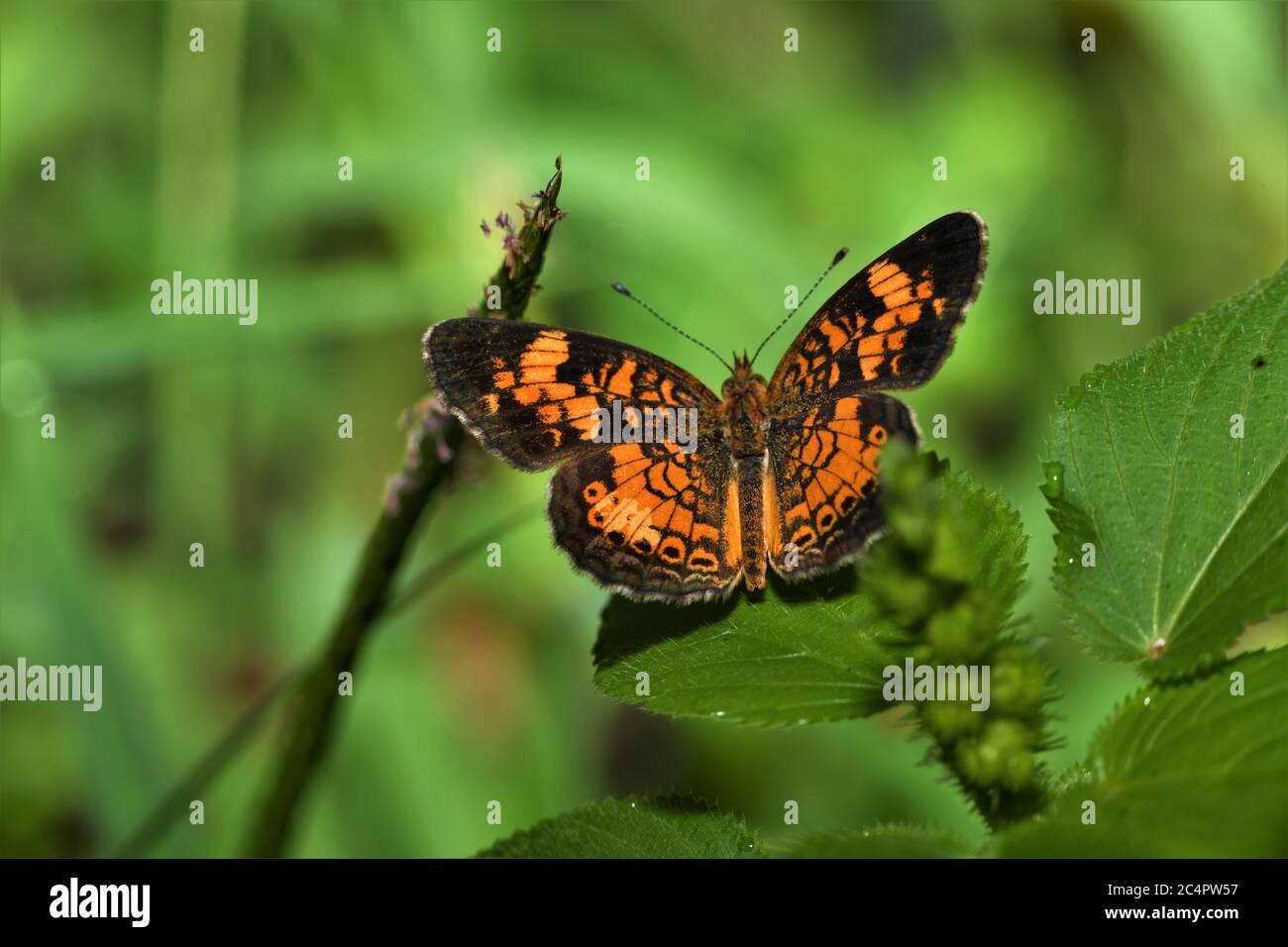 The pearl crescent butterfly Stock Photo - Alamy
