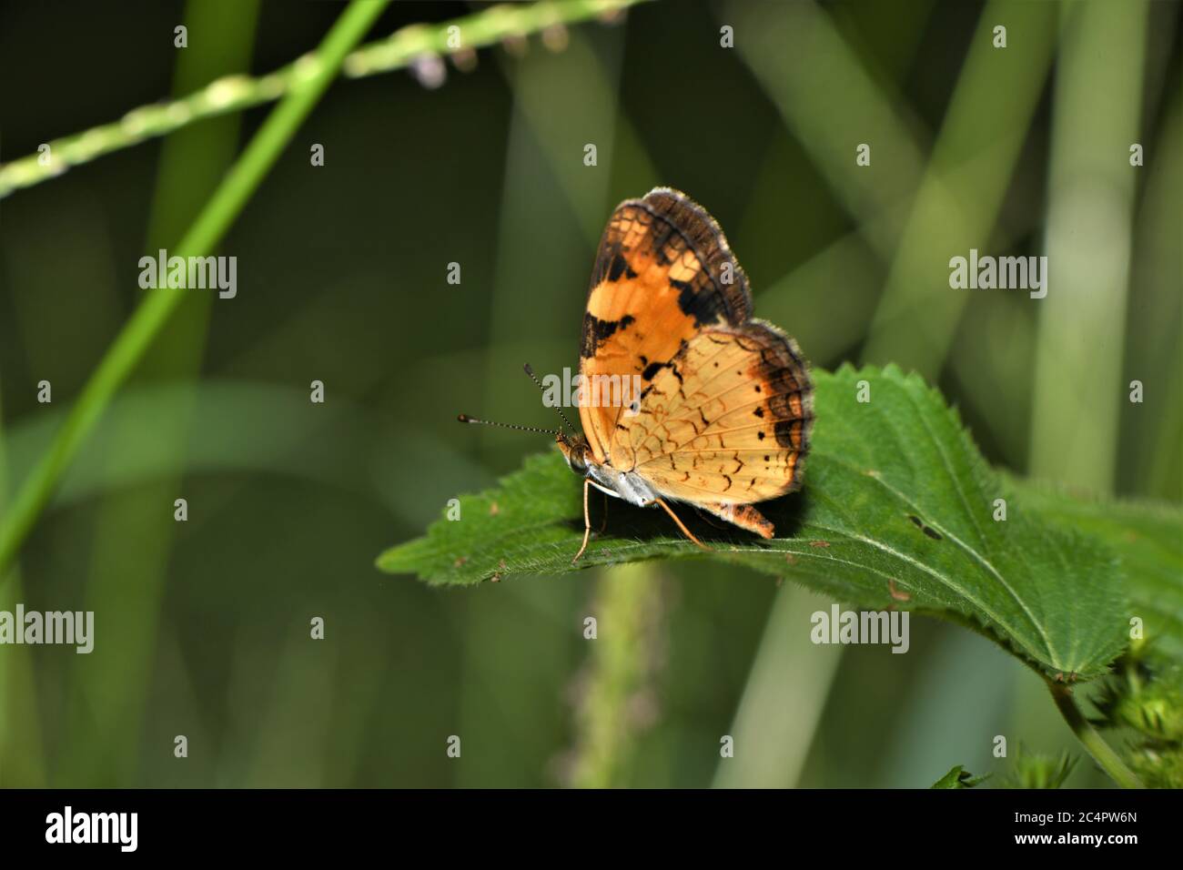 Pearl crescent butterfly hi-res stock photography and images - Alamy