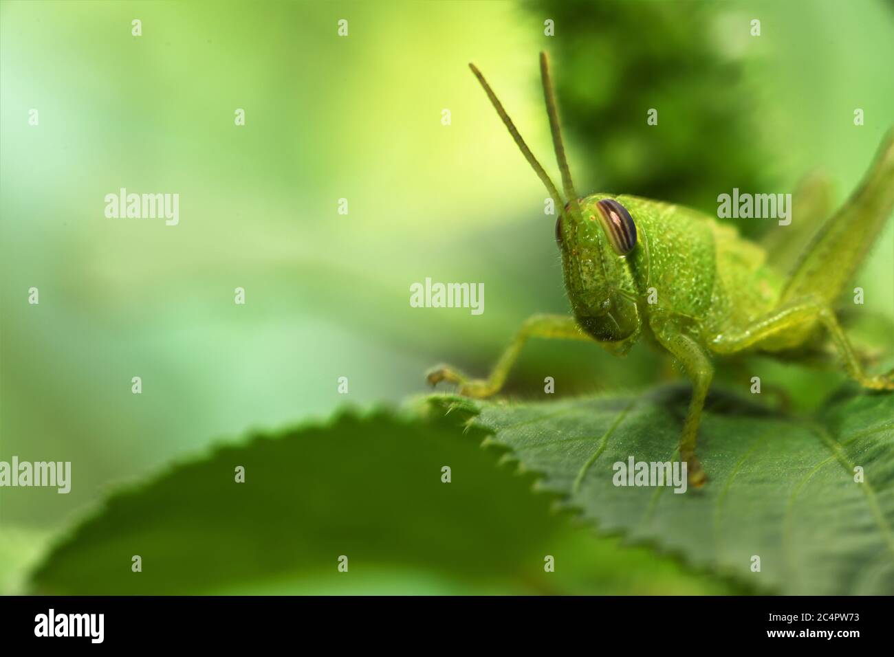 Grasshopper on the leaf hi-res stock photography and images - Alamy