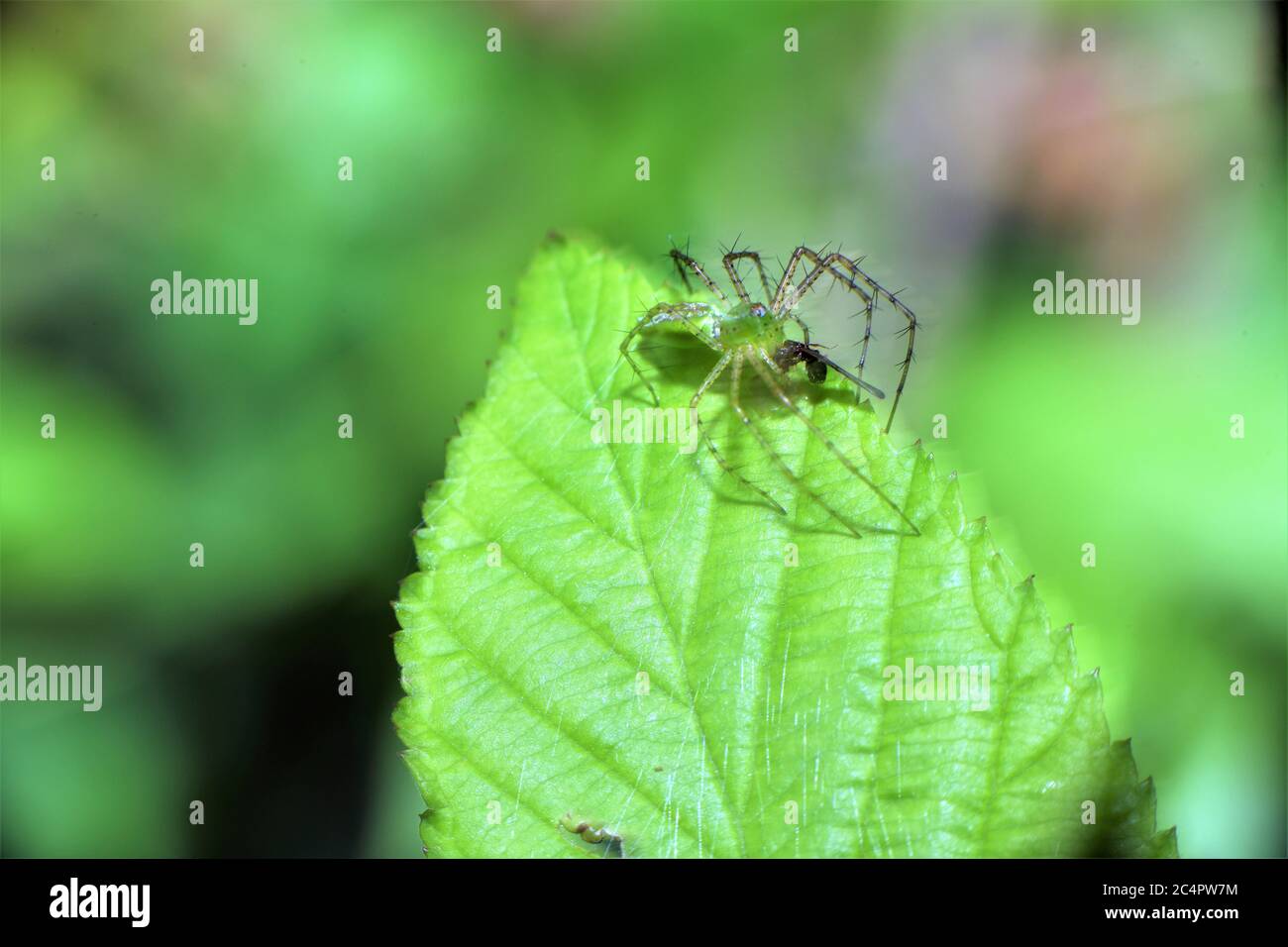 Spider eating insect hi-res stock photography and images - Alamy