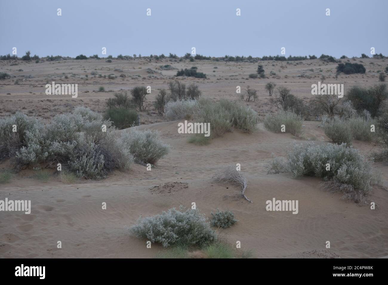 desert safari at jaisalmer sam dunes in a sunset time Stock Photo - Alamy