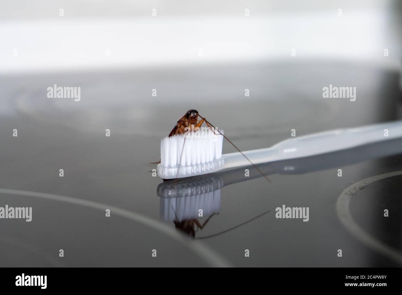 Cockroach on a toothbrush. Lack of hygiene. Terrible sanitary ...