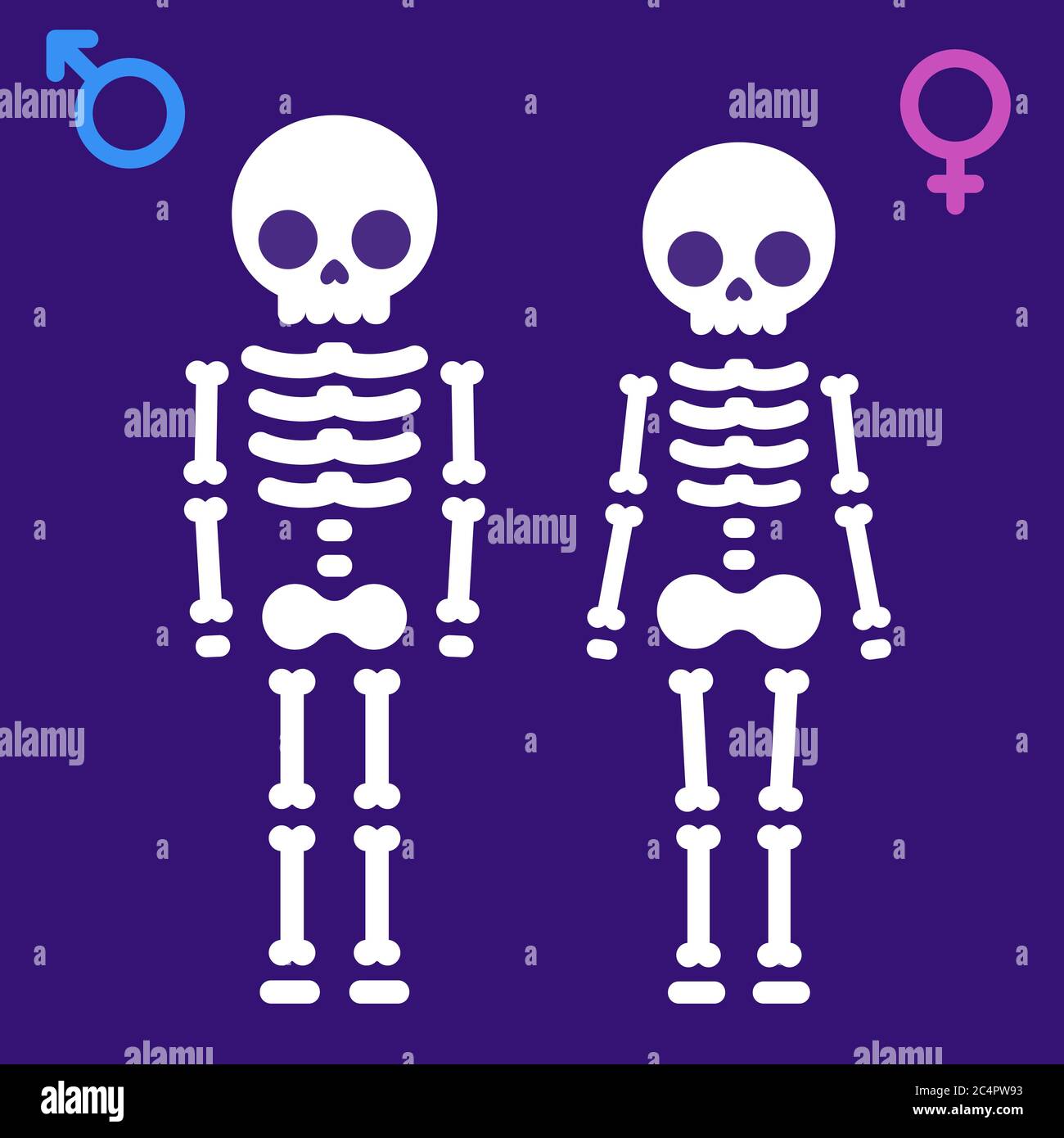 Simple cartoon male and female skeletons with gender symbols. Man and ...