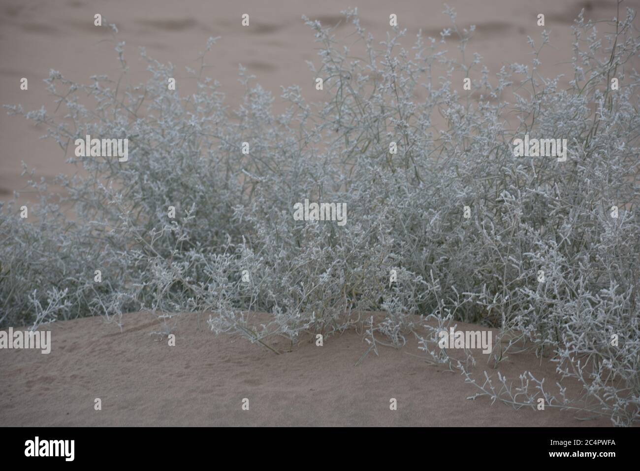 desert safari at jaisalmer sam dunes in a sunset time Stock Photo - Alamy