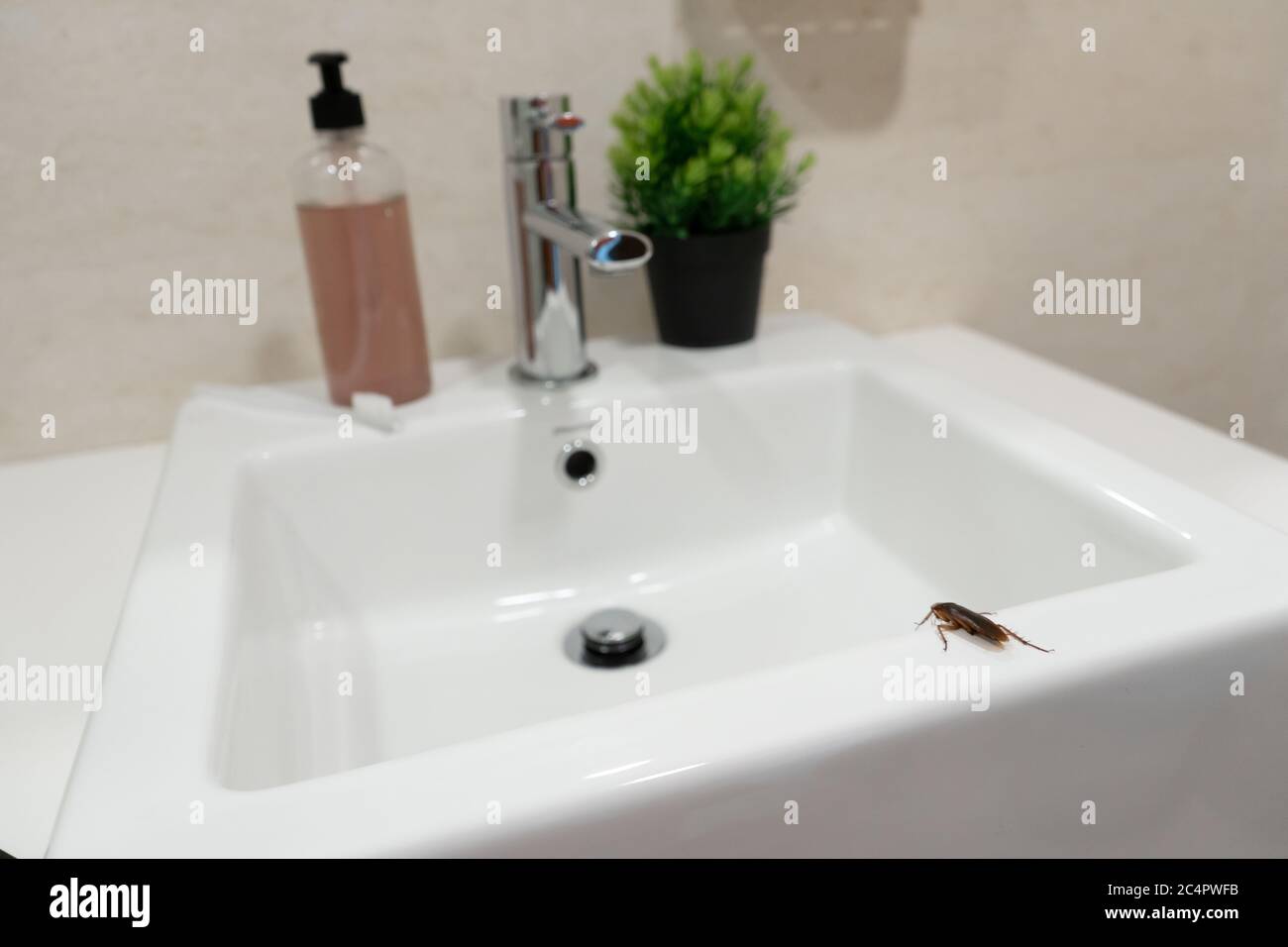 Cockroach in the bathroom on the sink. The problem with insects Stock ...